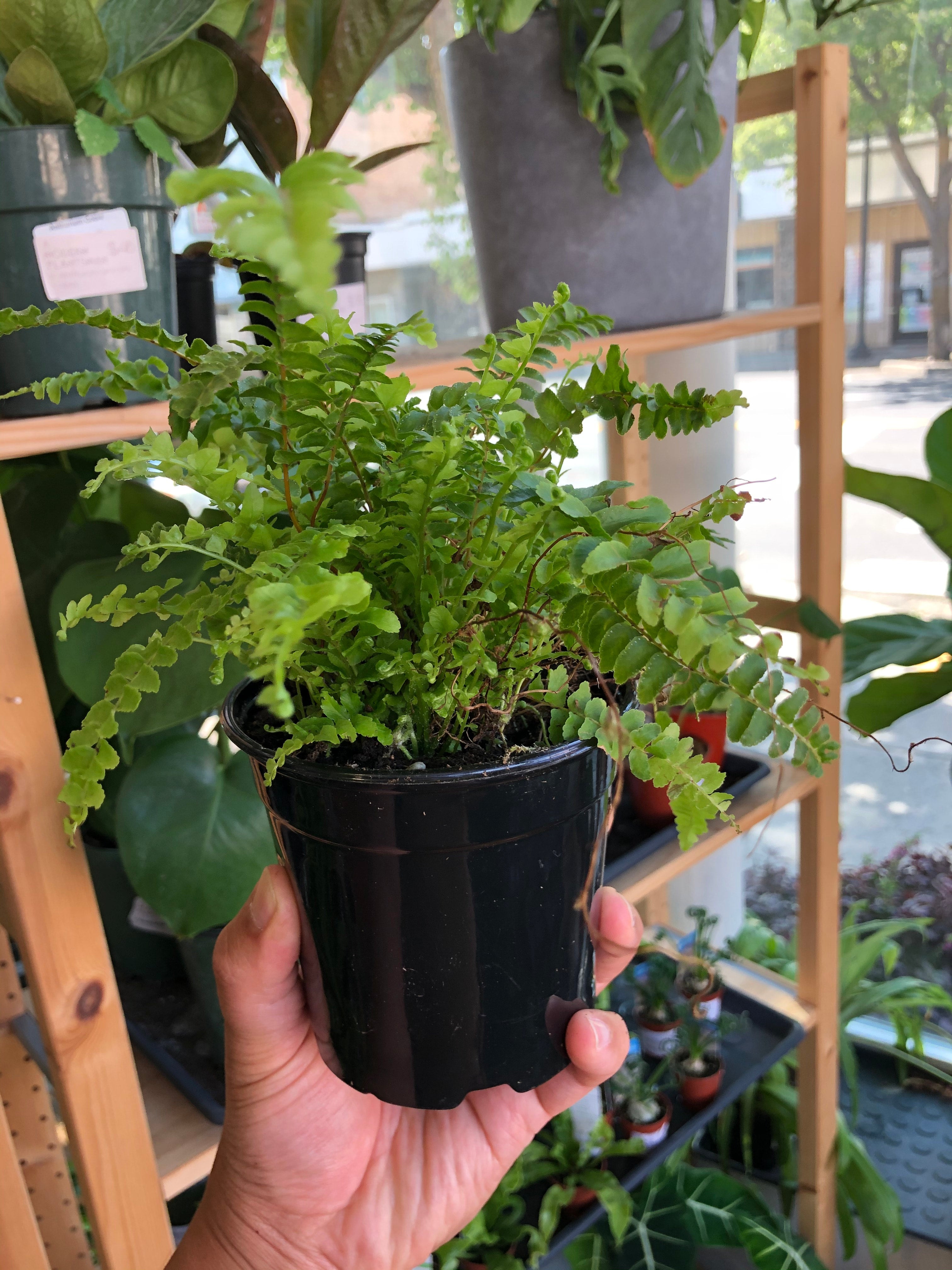 Nephrolepis exaltata ' Boston Global Mini Fern' | A Modern Plantsman