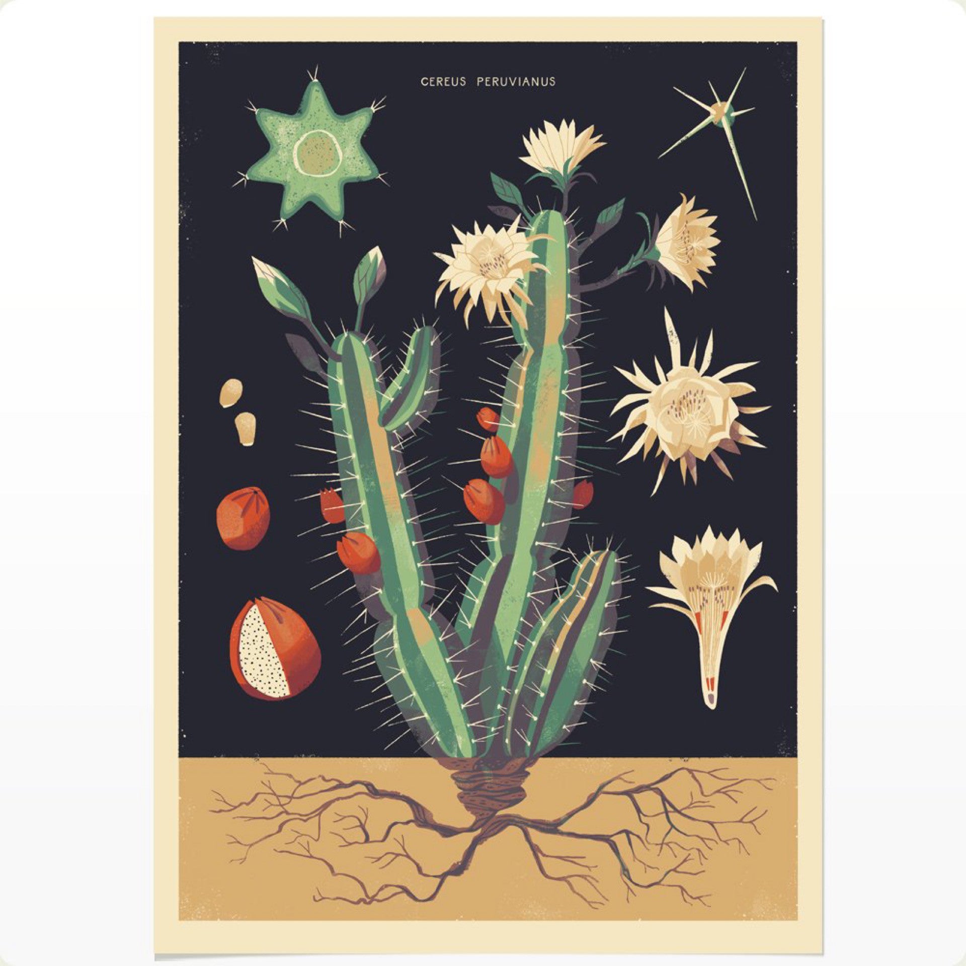 Cereus Peruvianus Print - Chris Turnham | A Modern Plantsman