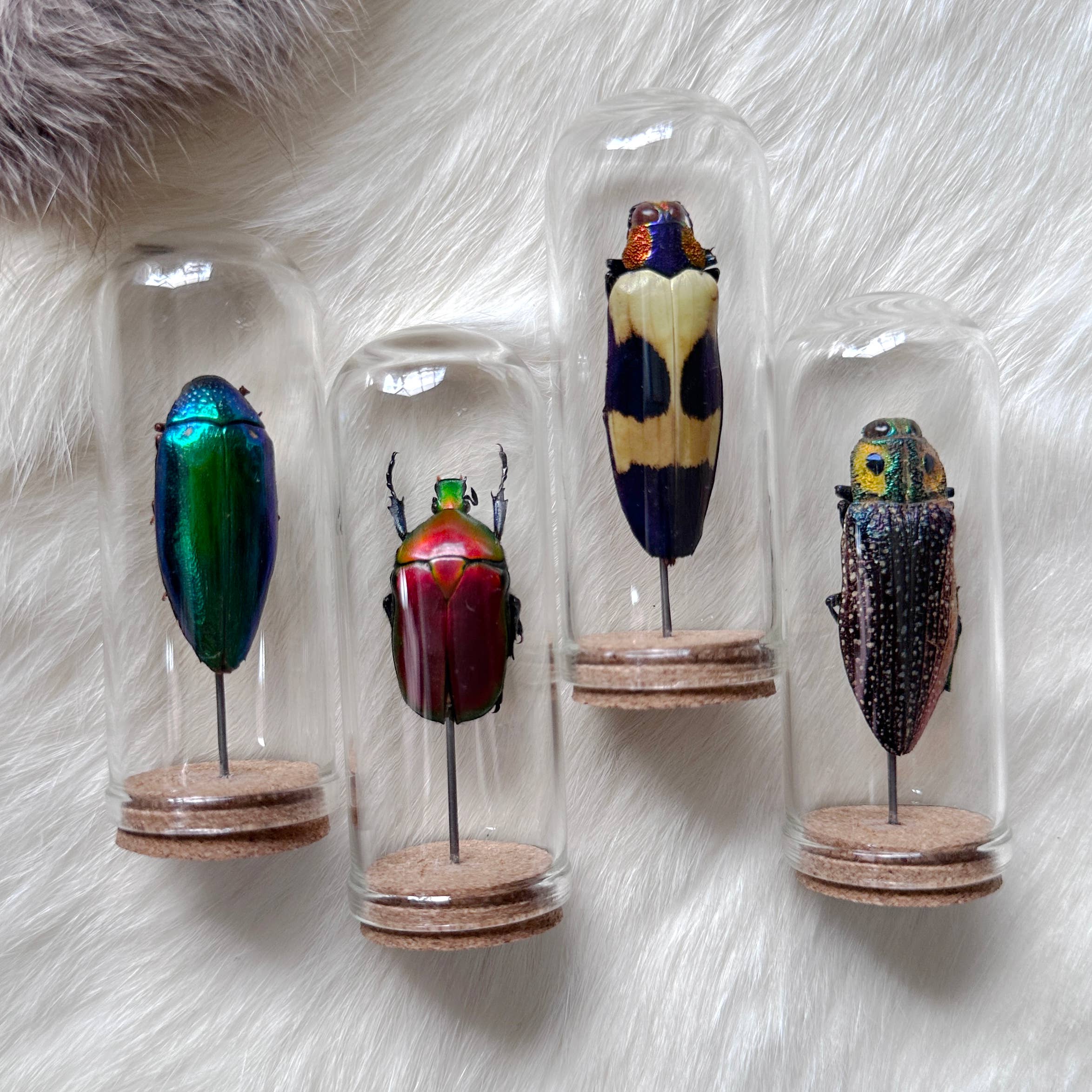 Oracle Natural Science - Insect Dome (Style 2) | A Modern Plantsman