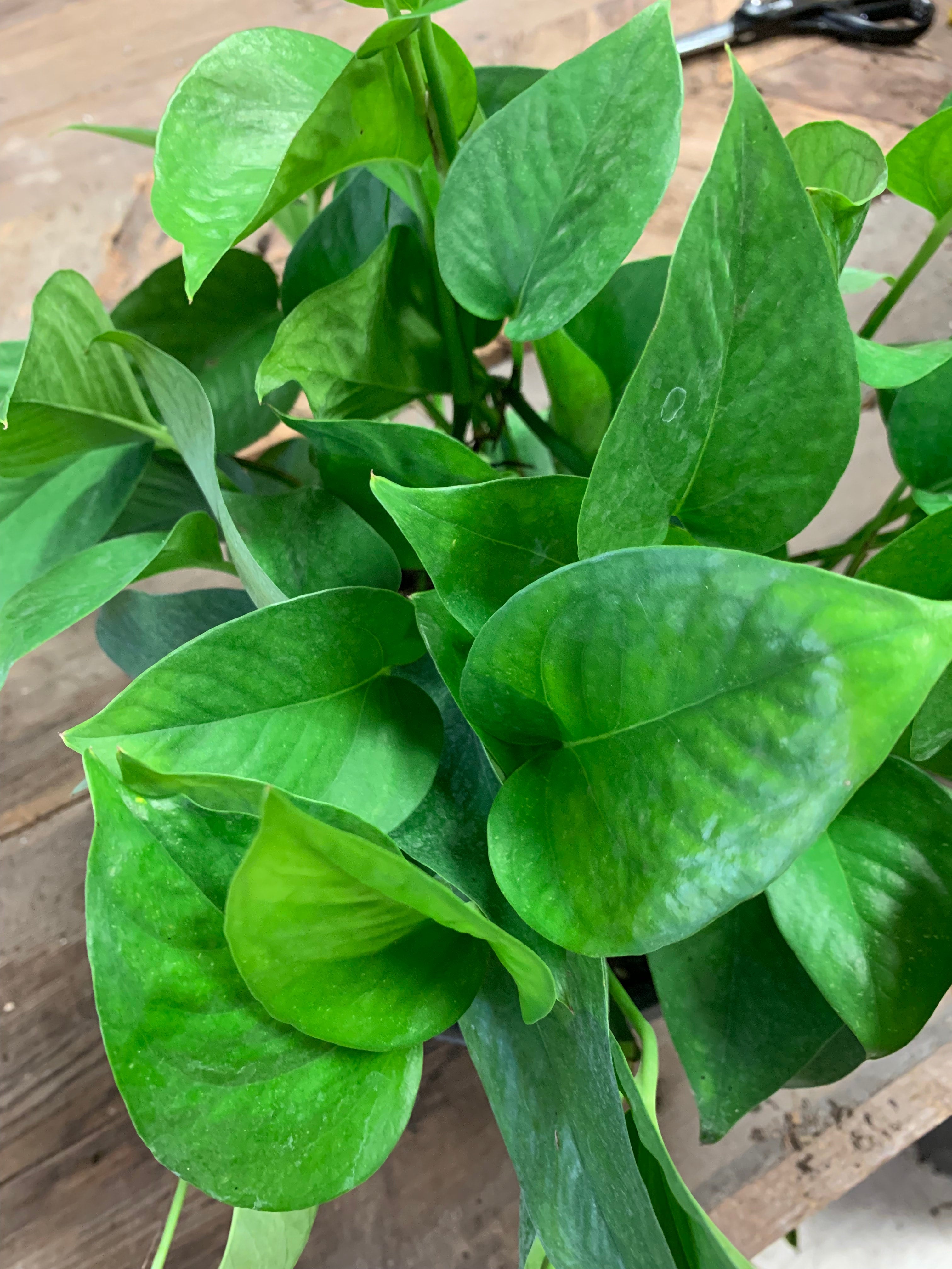 Epipremnum aureum ‘Jade’ | A Modern Plantsman