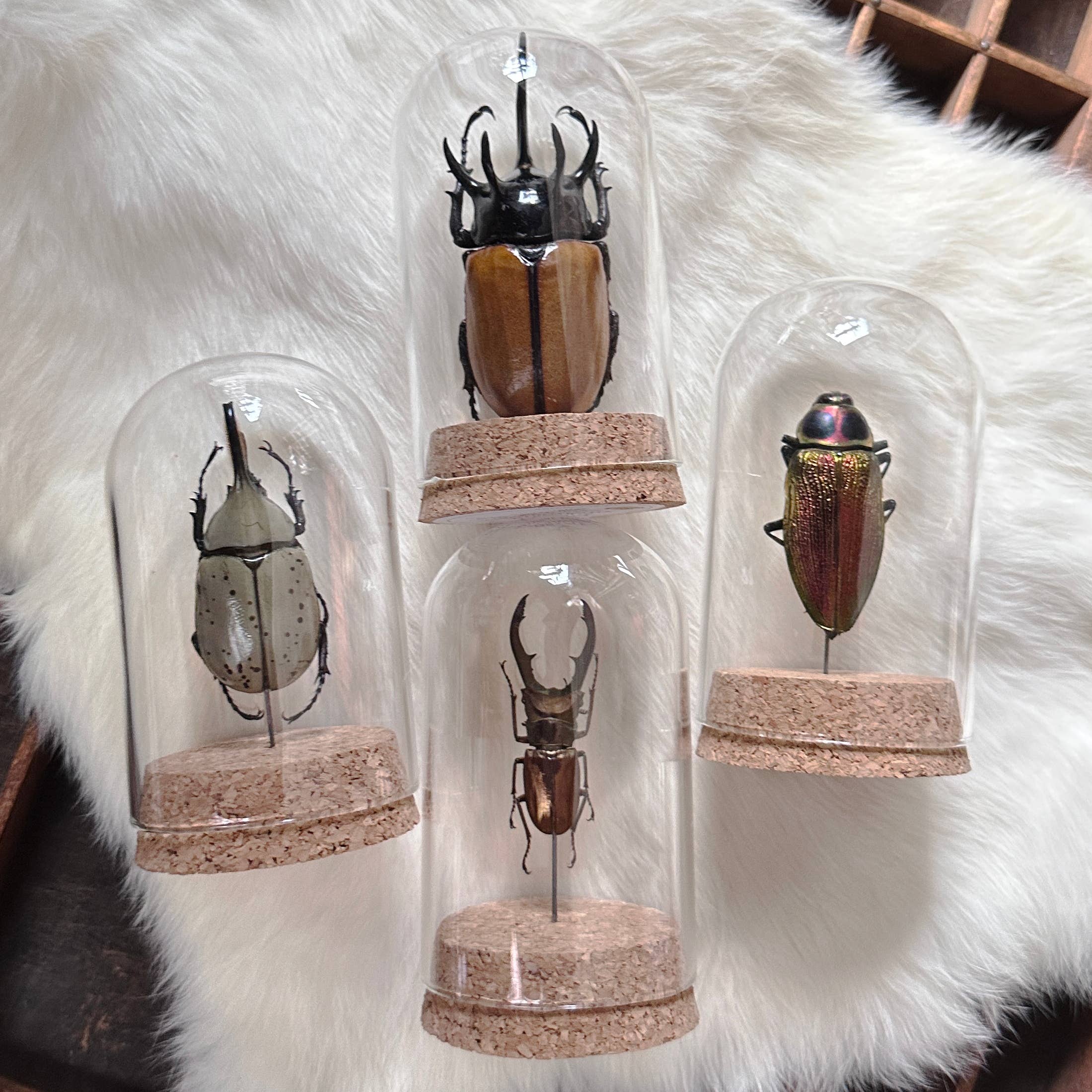 Oracle Natural Science - Insect Dome (Style 3) | A Modern Plantsman