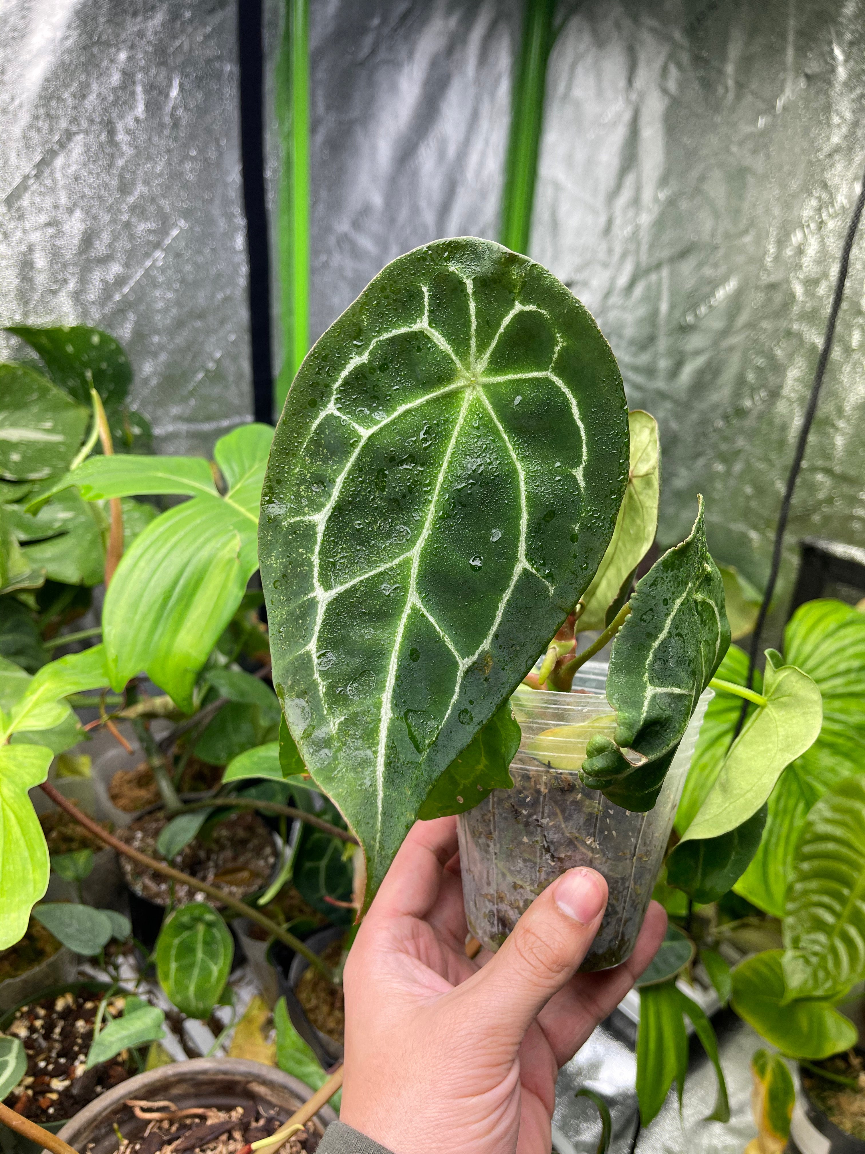 Anthurium forgetii - dark form | A Modern Plantsman