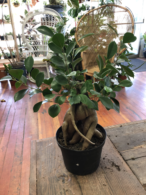 Ficus Ginseng | A Modern Plantsman
