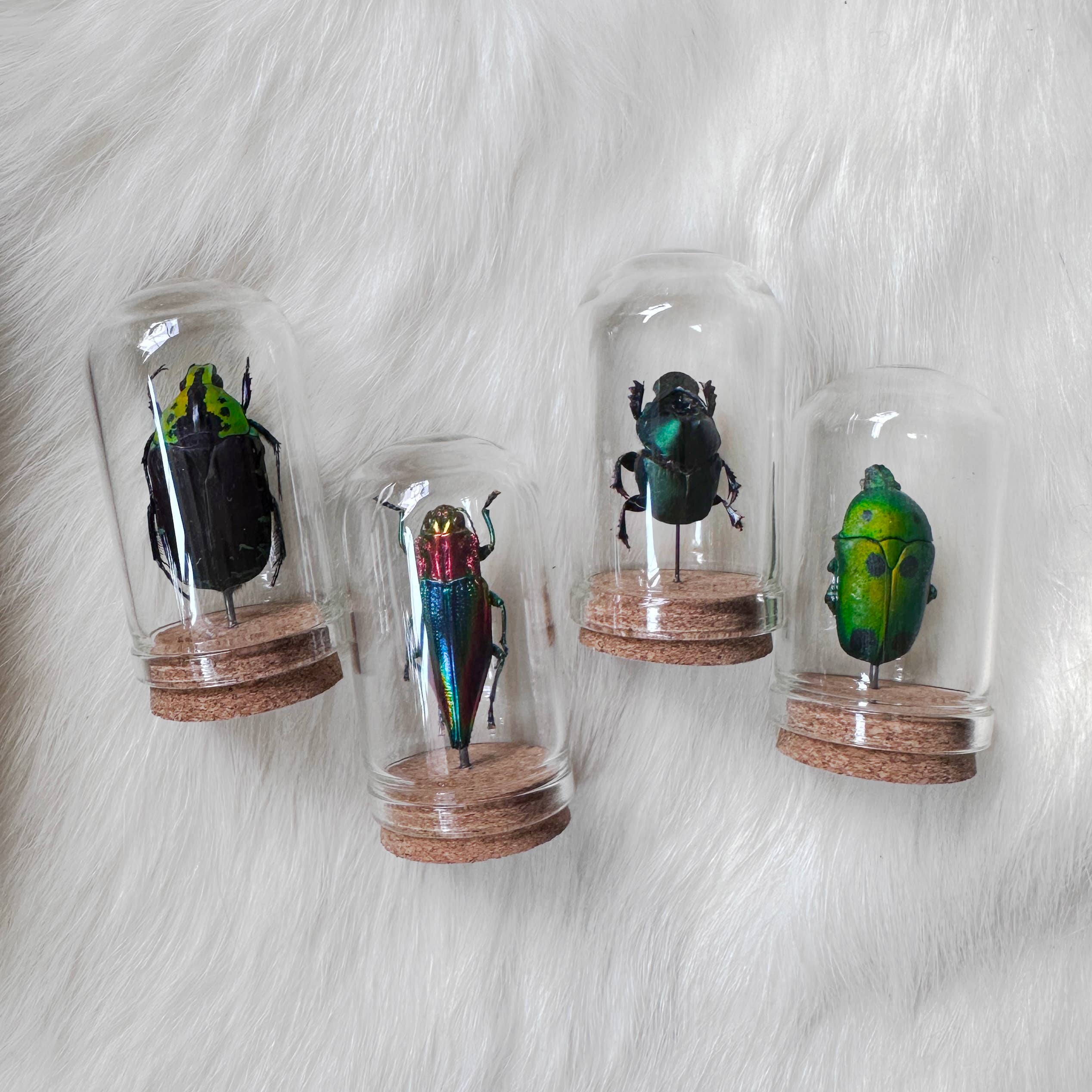 Oracle Natural Science - Insect Dome (Style 1) | A Modern Plantsman