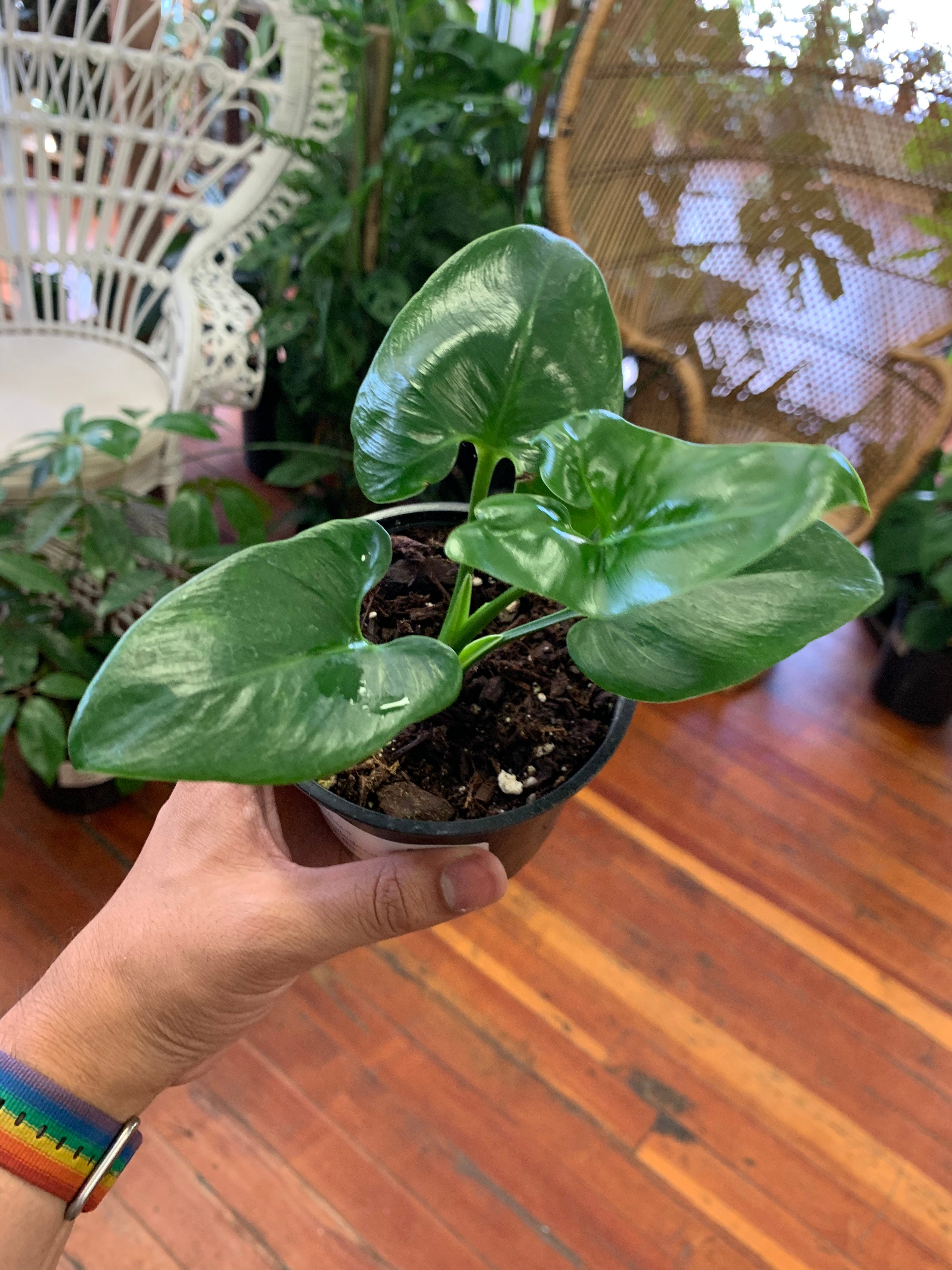 Philodendron goeldii 'Fun Bun' | A Modern Plantsman