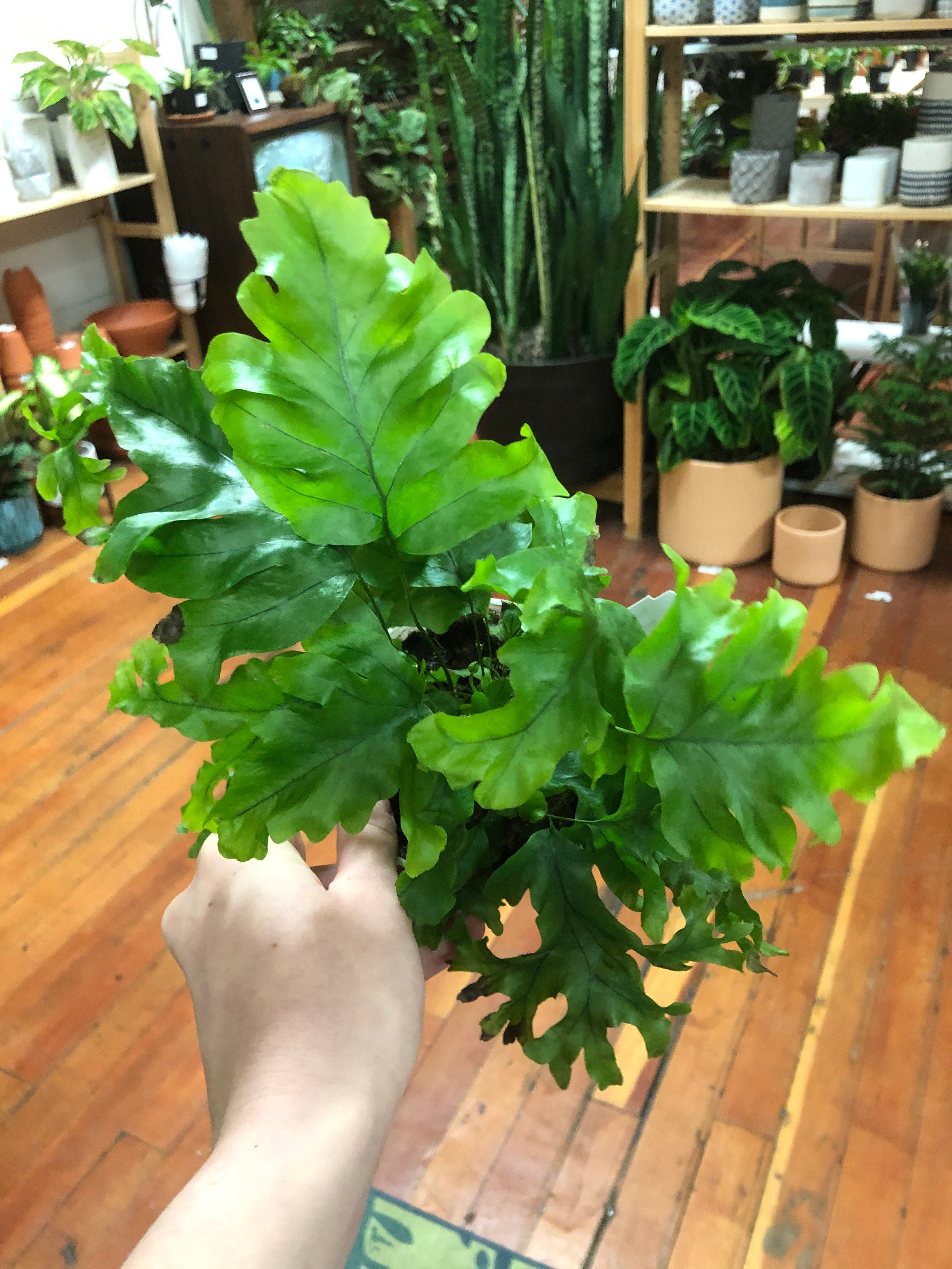 Phlebiosa 'Nicholas Diamond Fern' | A Modern Plantsman