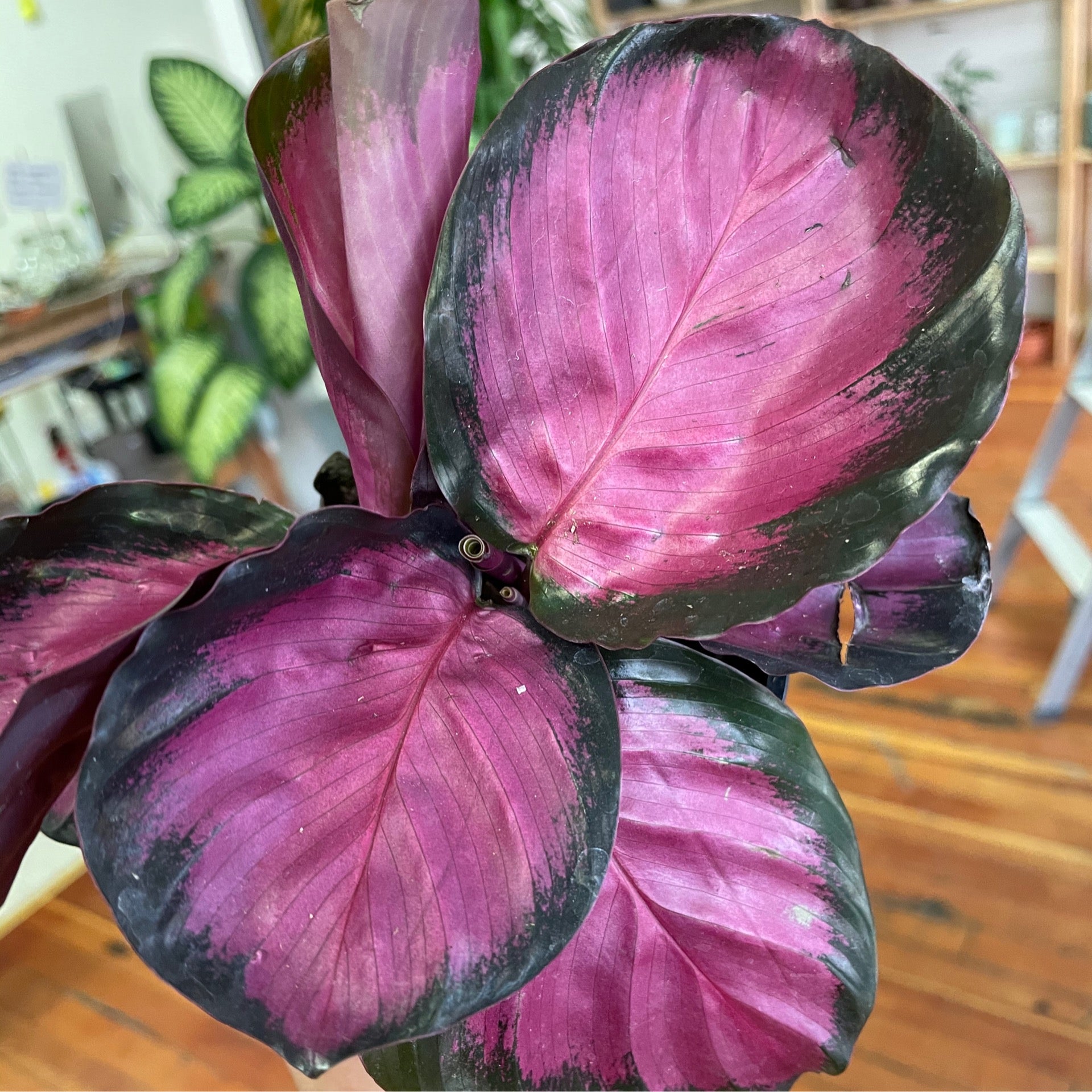 Calathea ‘Rosy’ | A Modern Plantsman