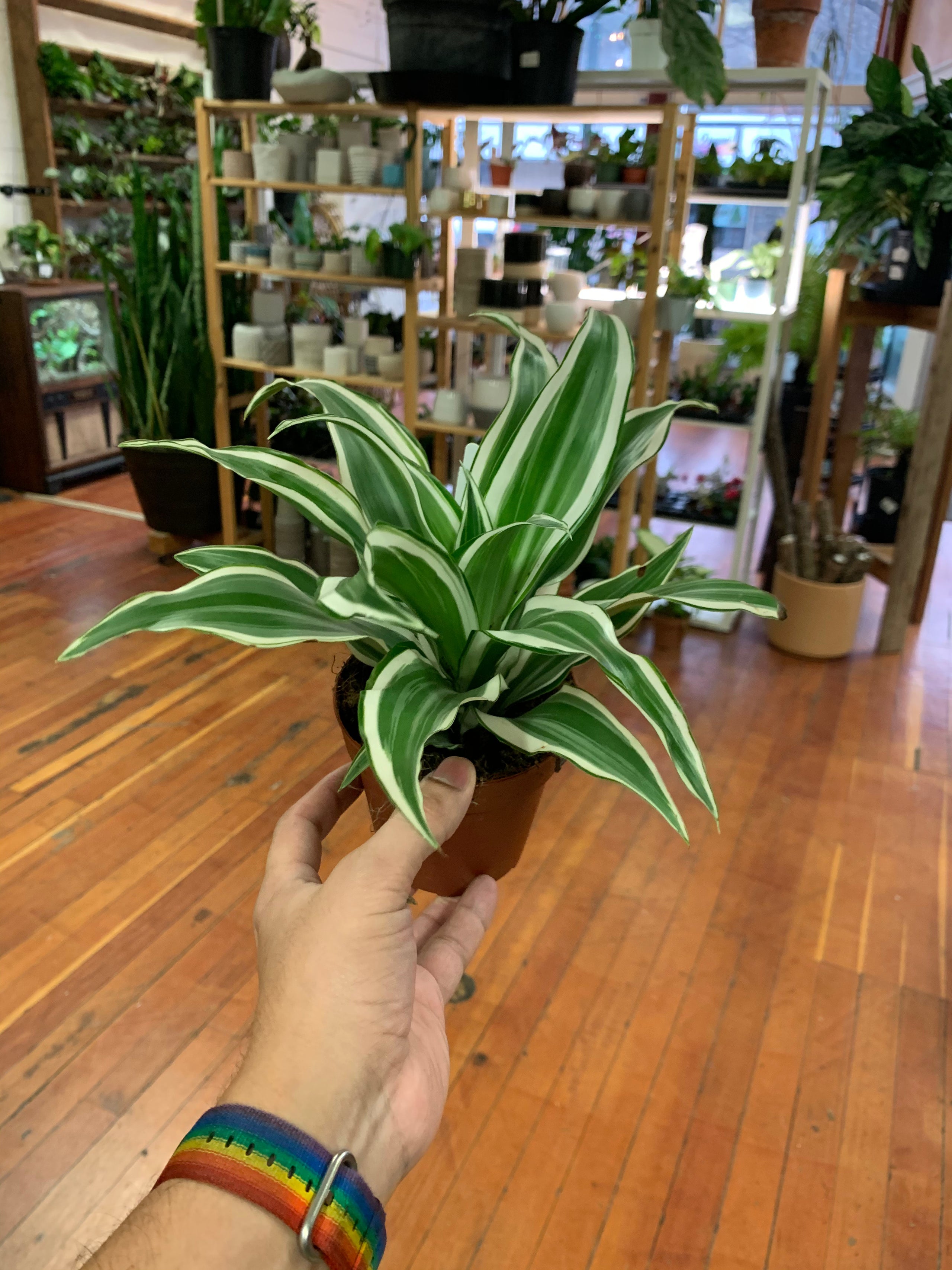 Dracaena ‘White Bird’ - Dragon Tree | A Modern Plantsman