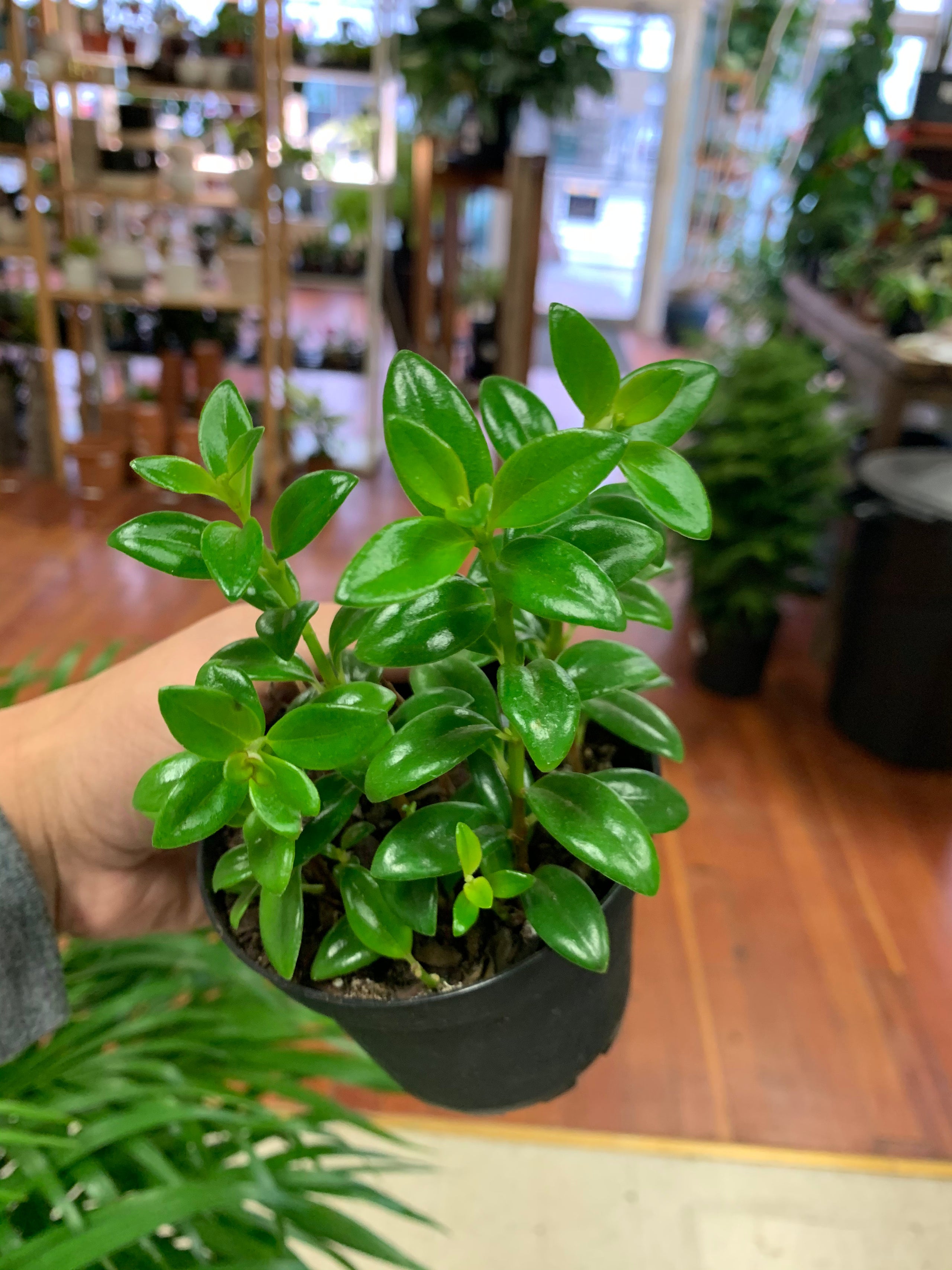Nematanthus fornix - Candy Corn Goldfish | A Modern Plantsman