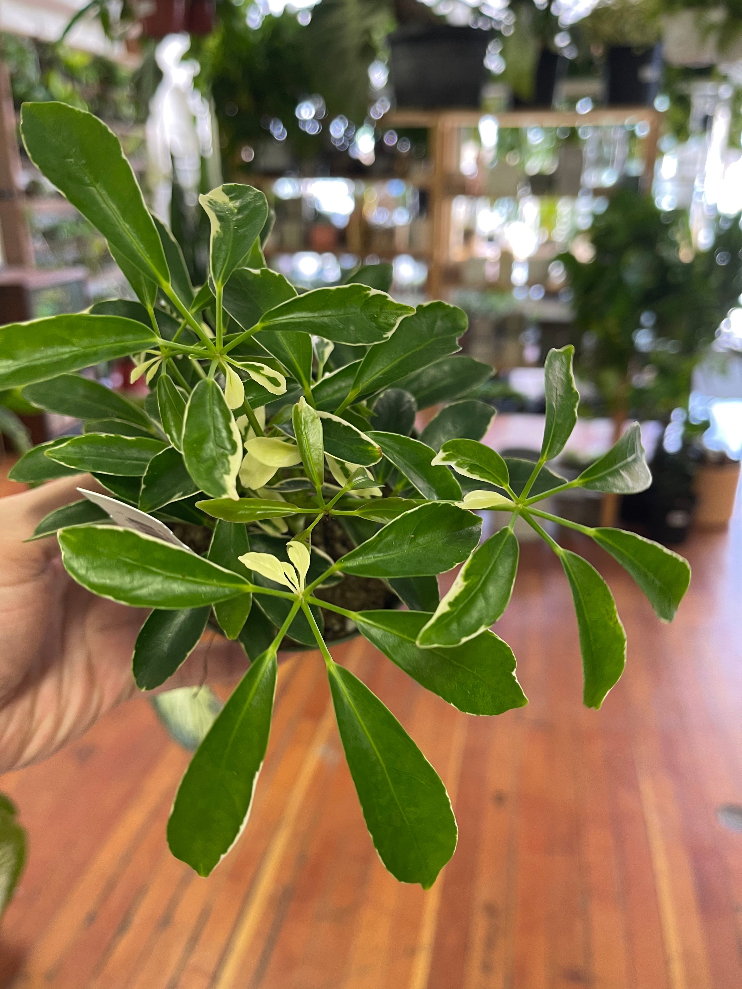 Schefflera 'Moondrop' | A Modern Plantsman