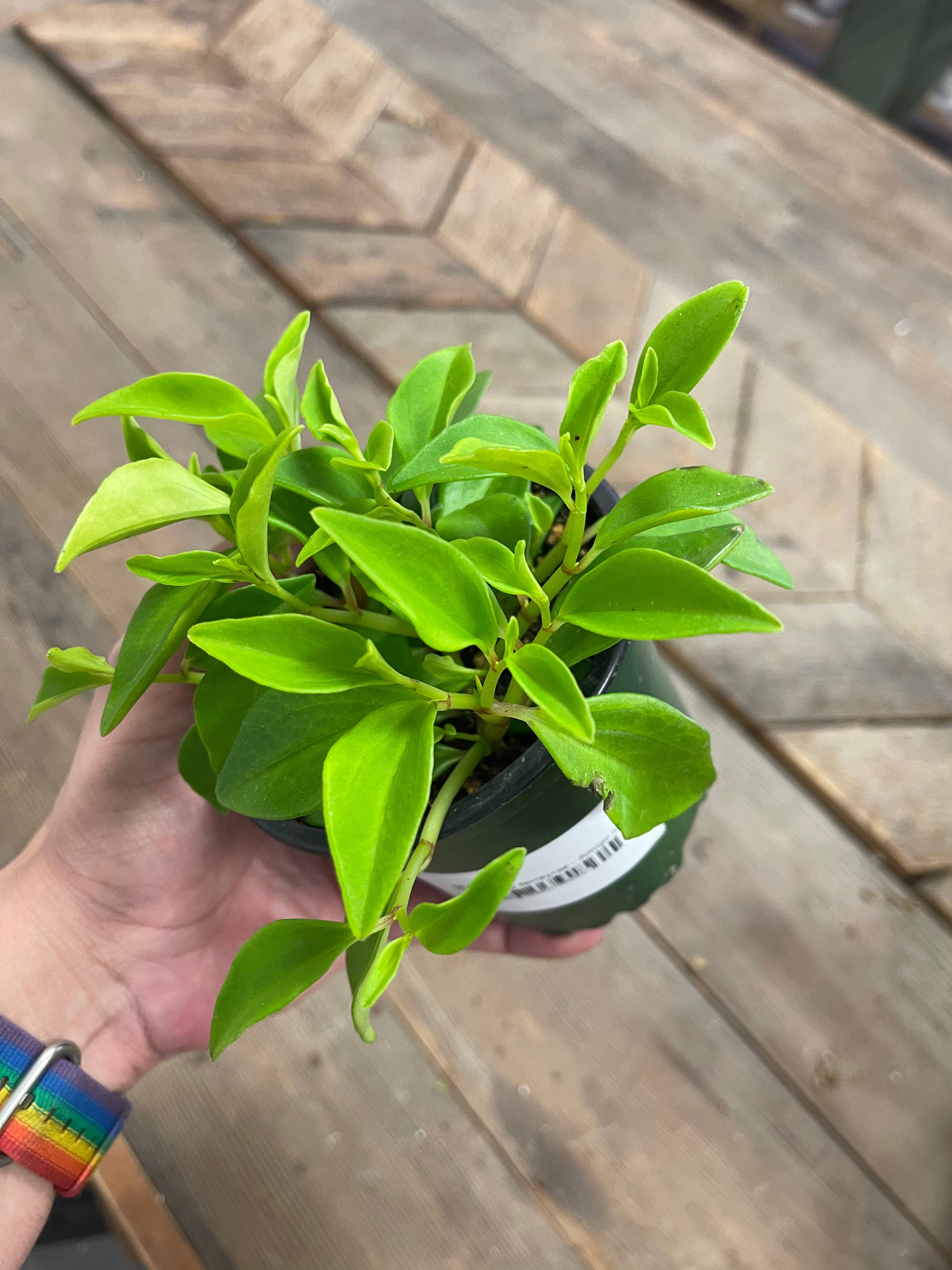 Peperomia ferreyrae - Amigo marcello | A Modern Plantsman