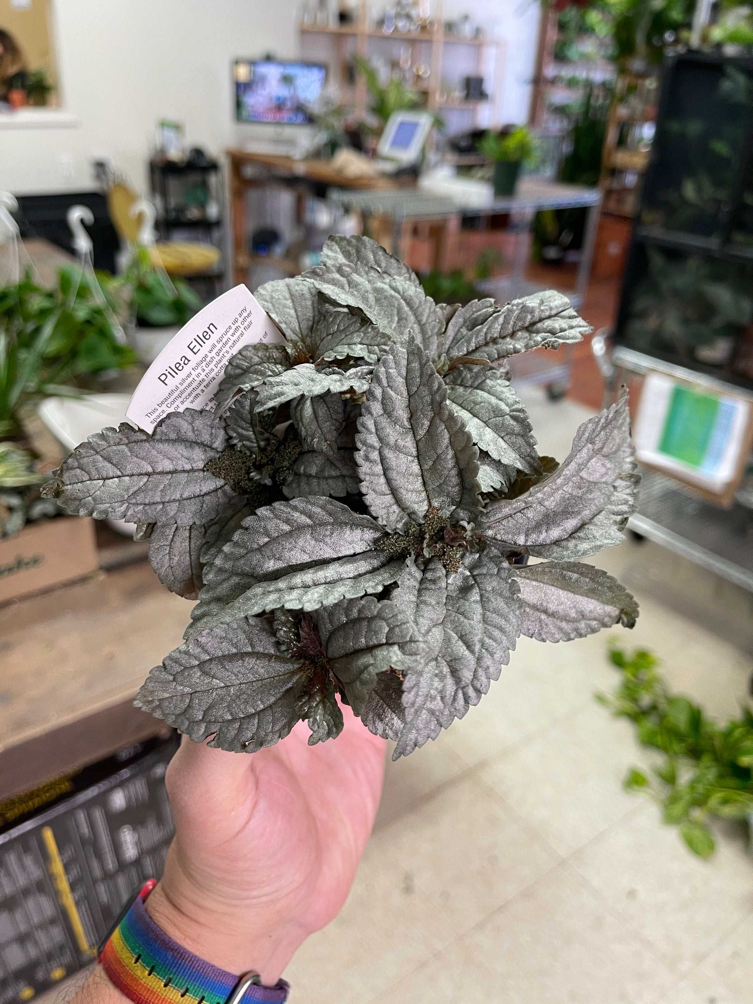 Pilea-Ellen | A Modern Plantsman