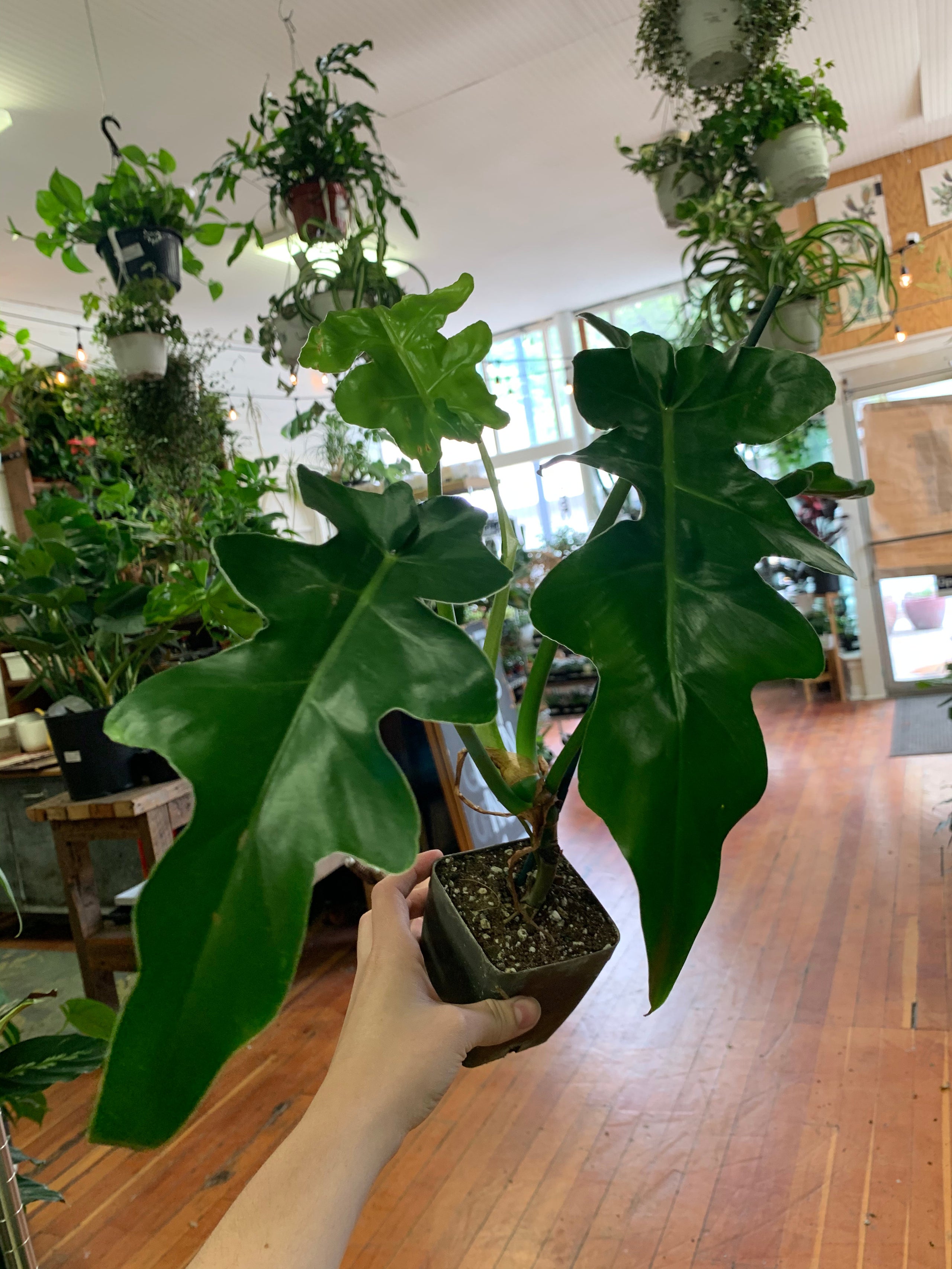 Philodendron - Bob cee | A Modern Plantsman