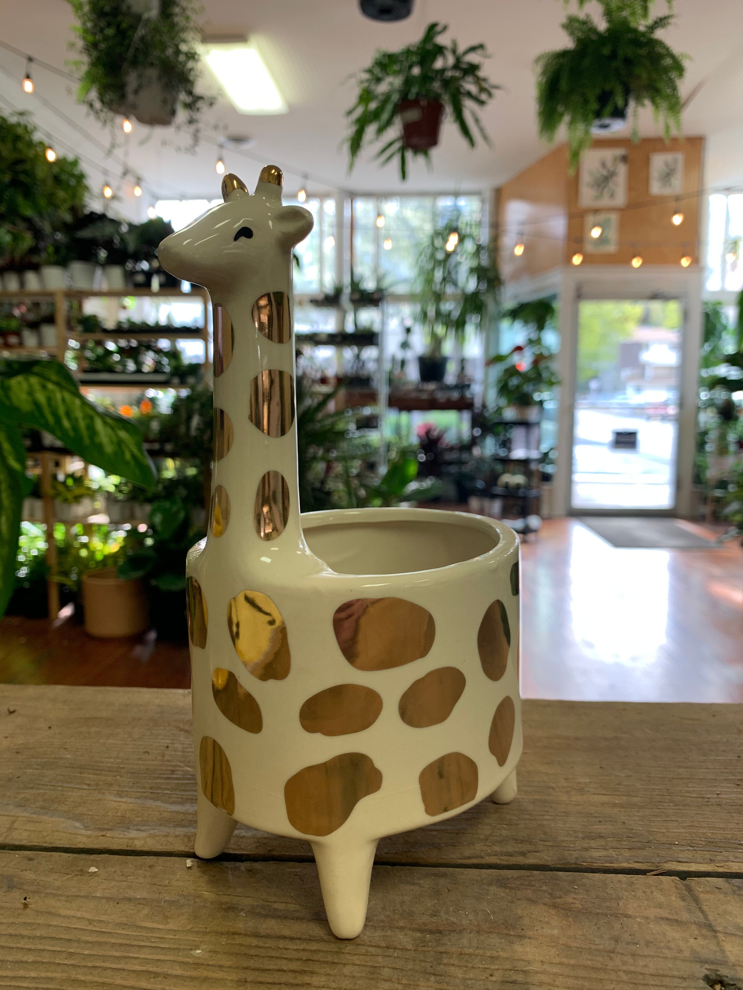 Giraffe pot | A Modern Plantsman
