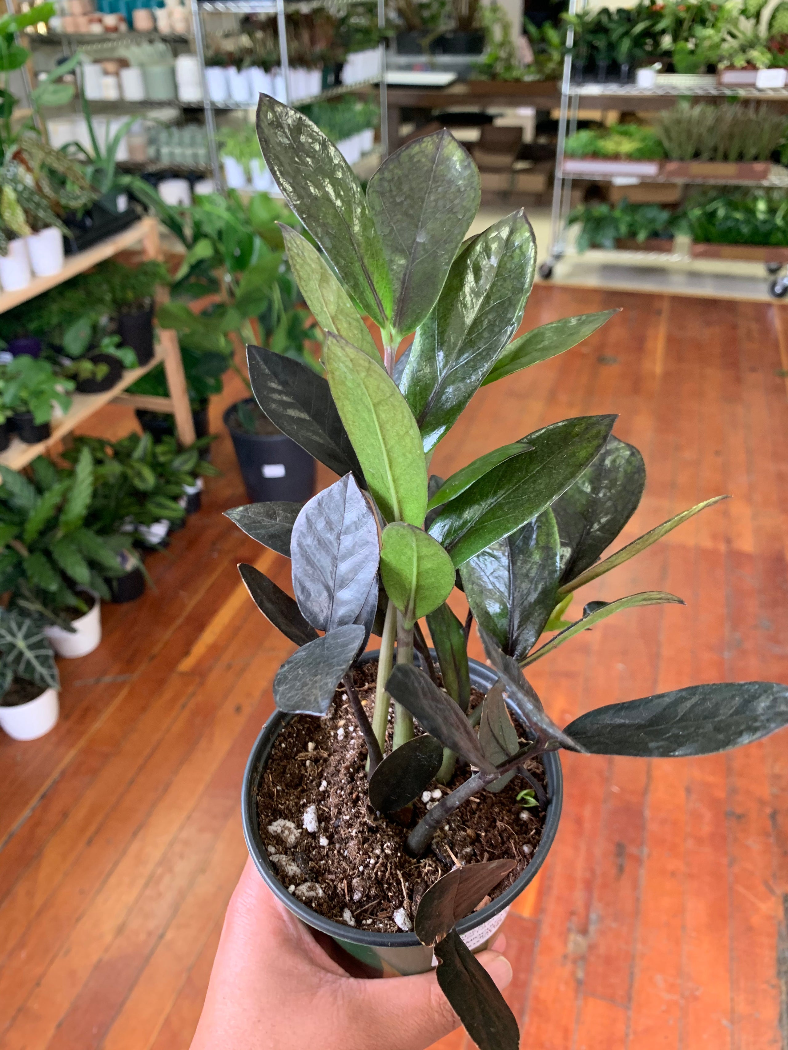 Zamioculcas zamiifolia - Raven ZZ Plant | A Modern Plantsman