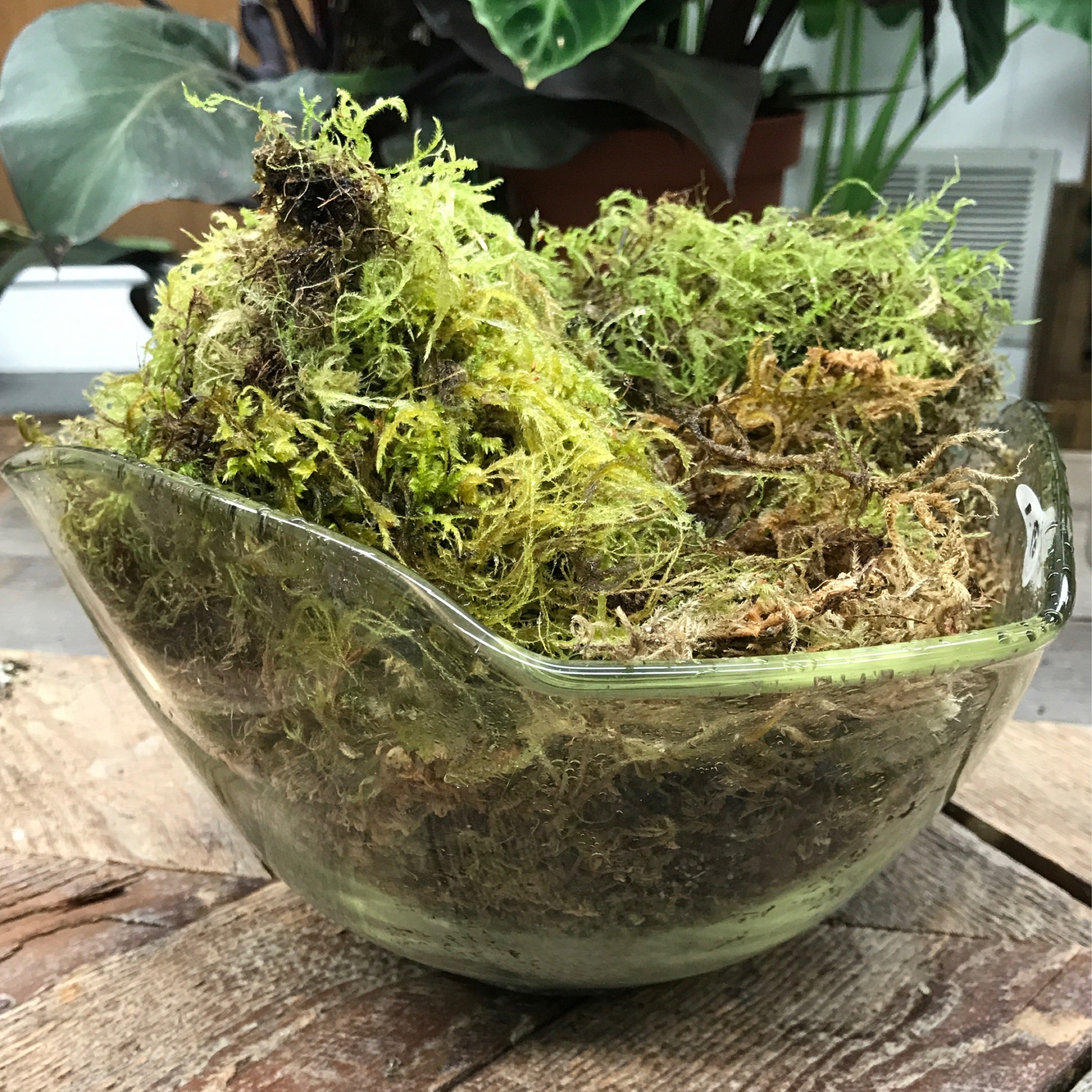 Large Glass Bowl Pot | A Modern Plantsman