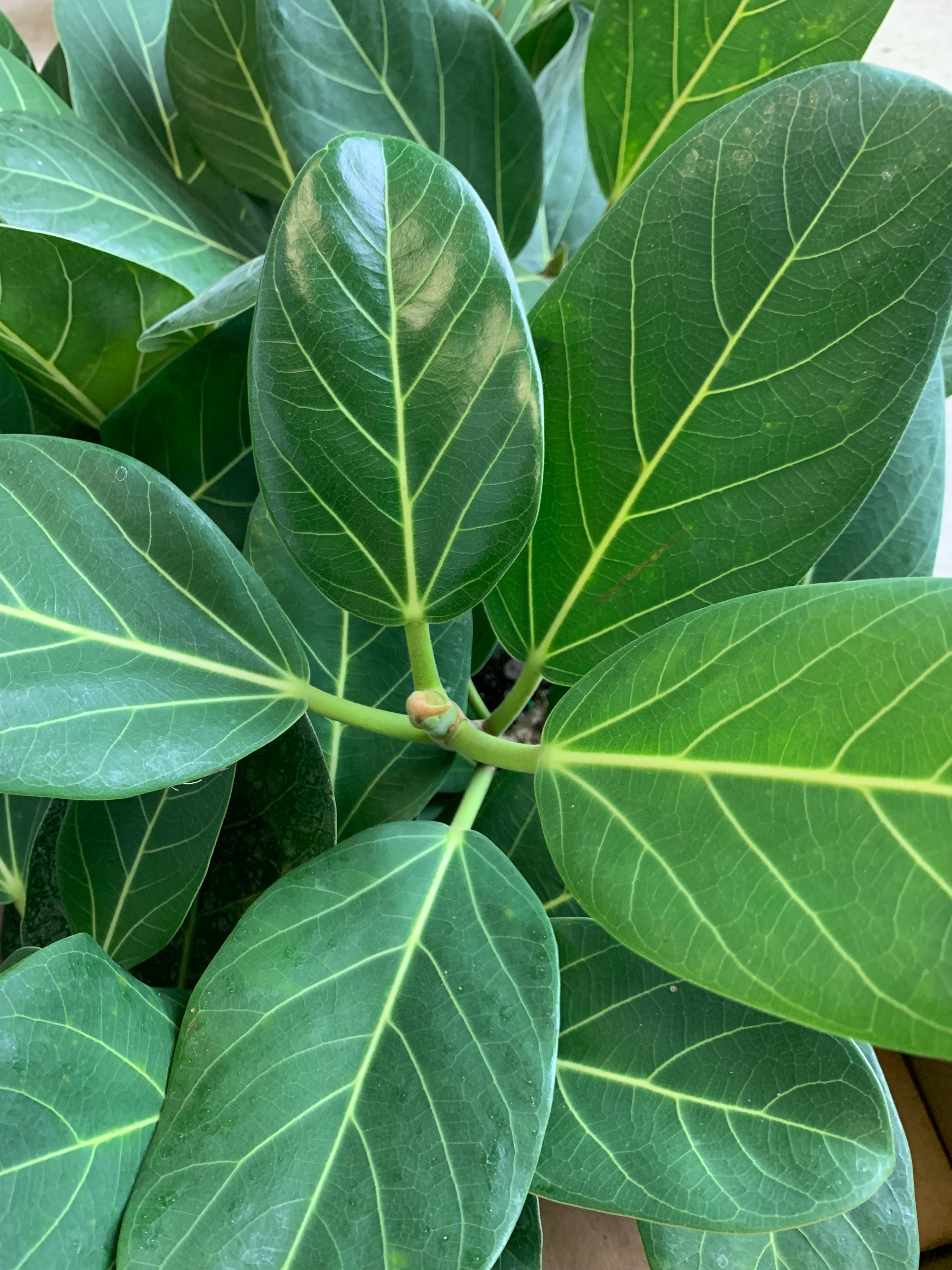 Ficus benghalensis - 'Ficus Audrey' | A Modern Plantsman