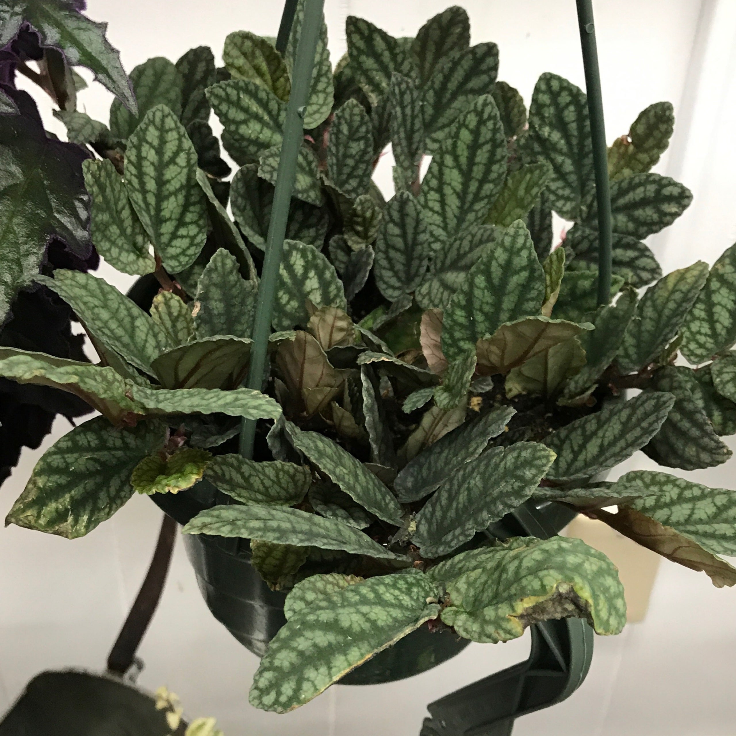 Pellionia repens ‘Trailing watermelon begonia’ | A Modern Plantsman