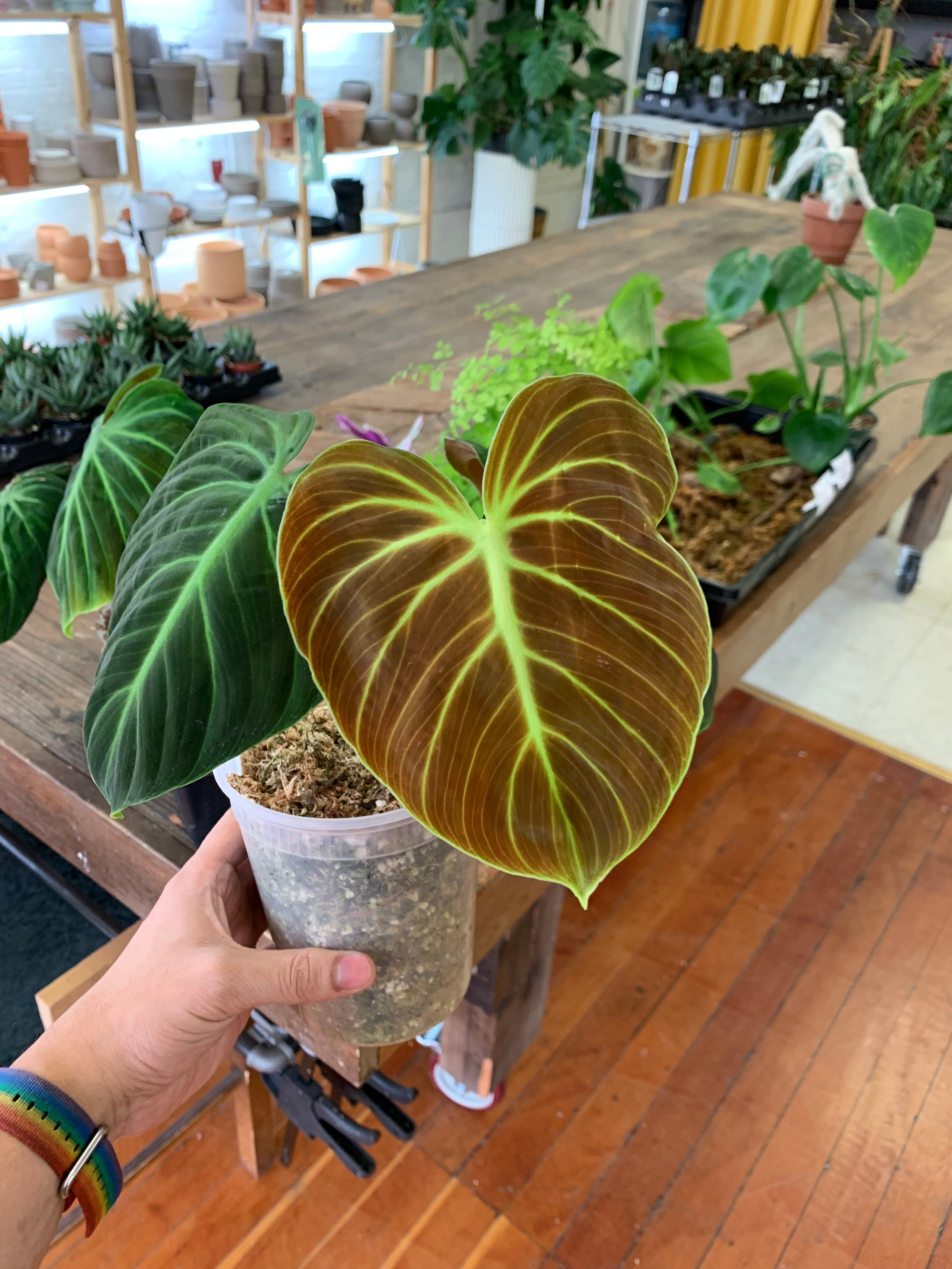 Philodendron 'El Choco Red' | A Modern Plantsman