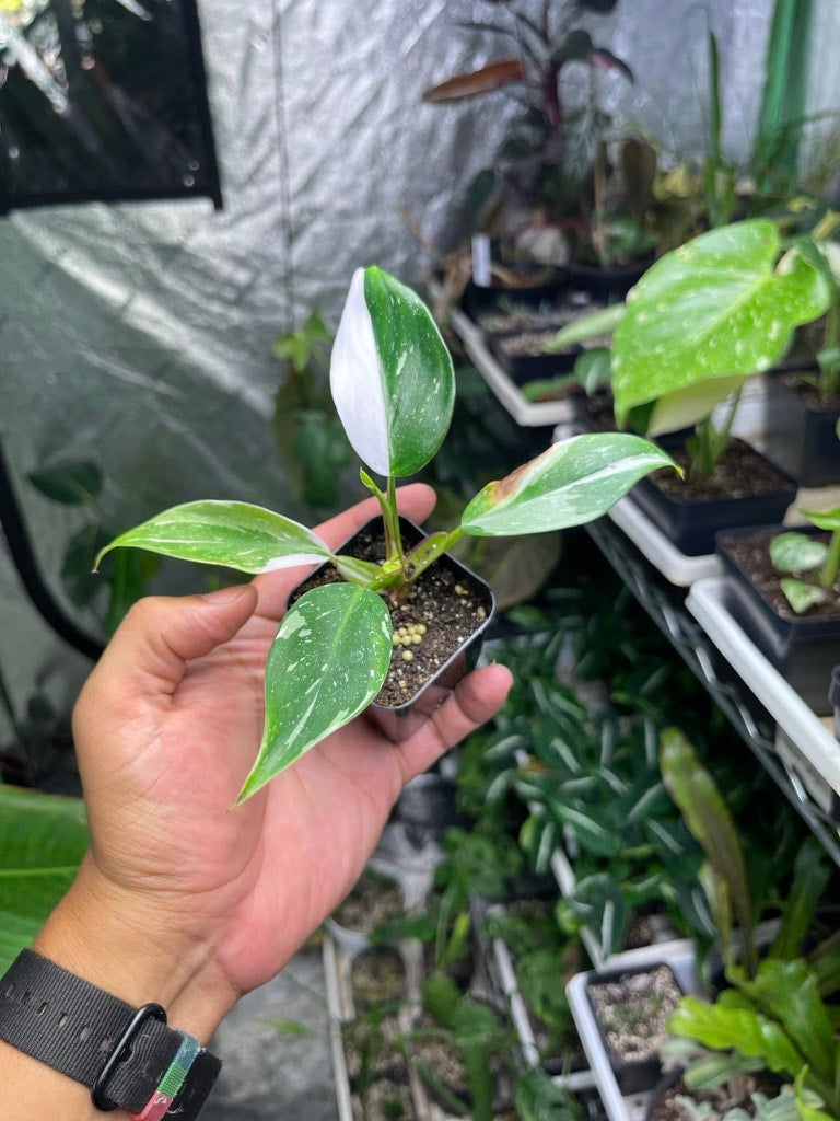 Baby Philodendron ‘White Princess’ | A Modern Plantsman