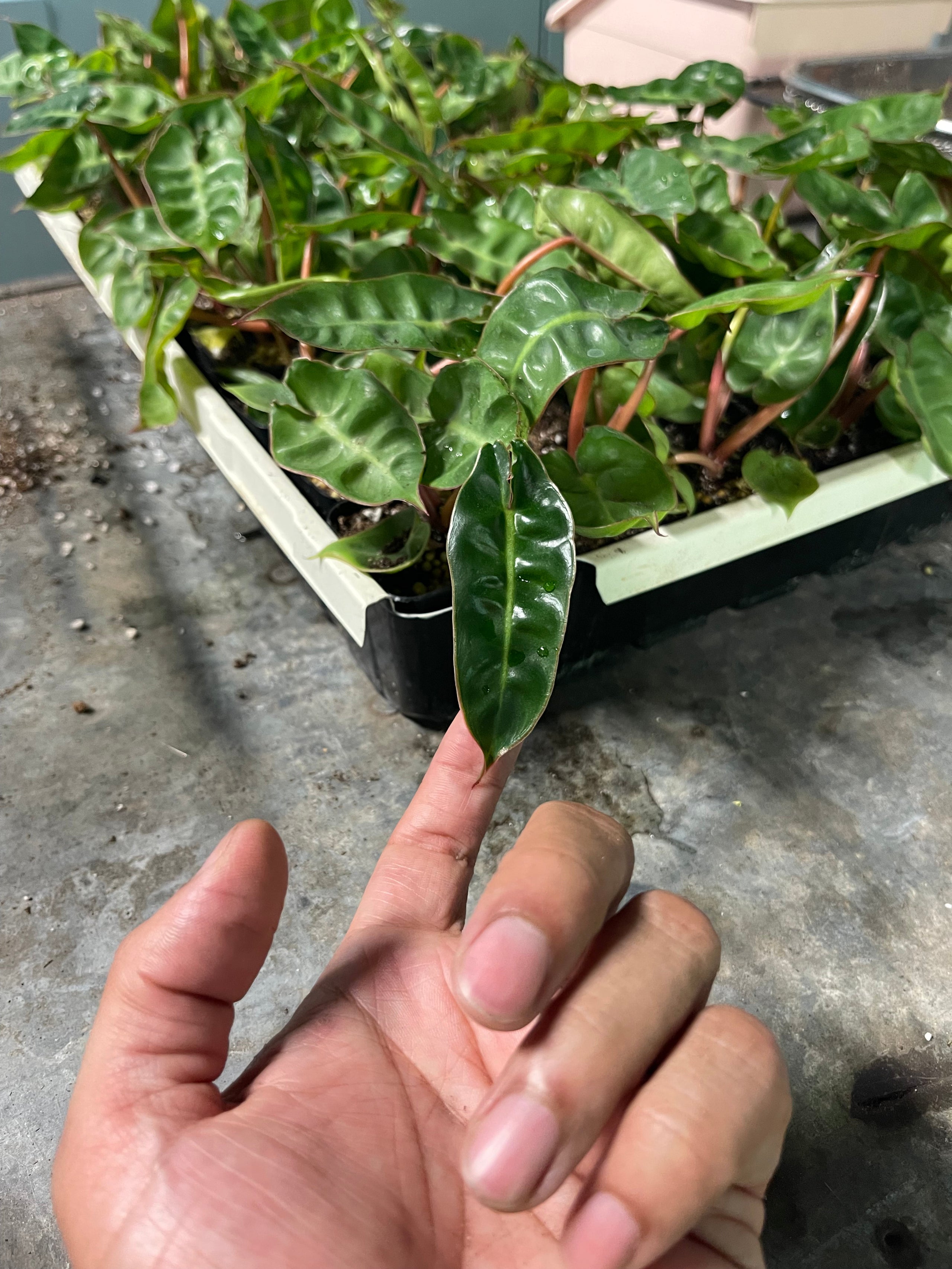 Philodendron 'Billietiae' | A Modern Plantsman