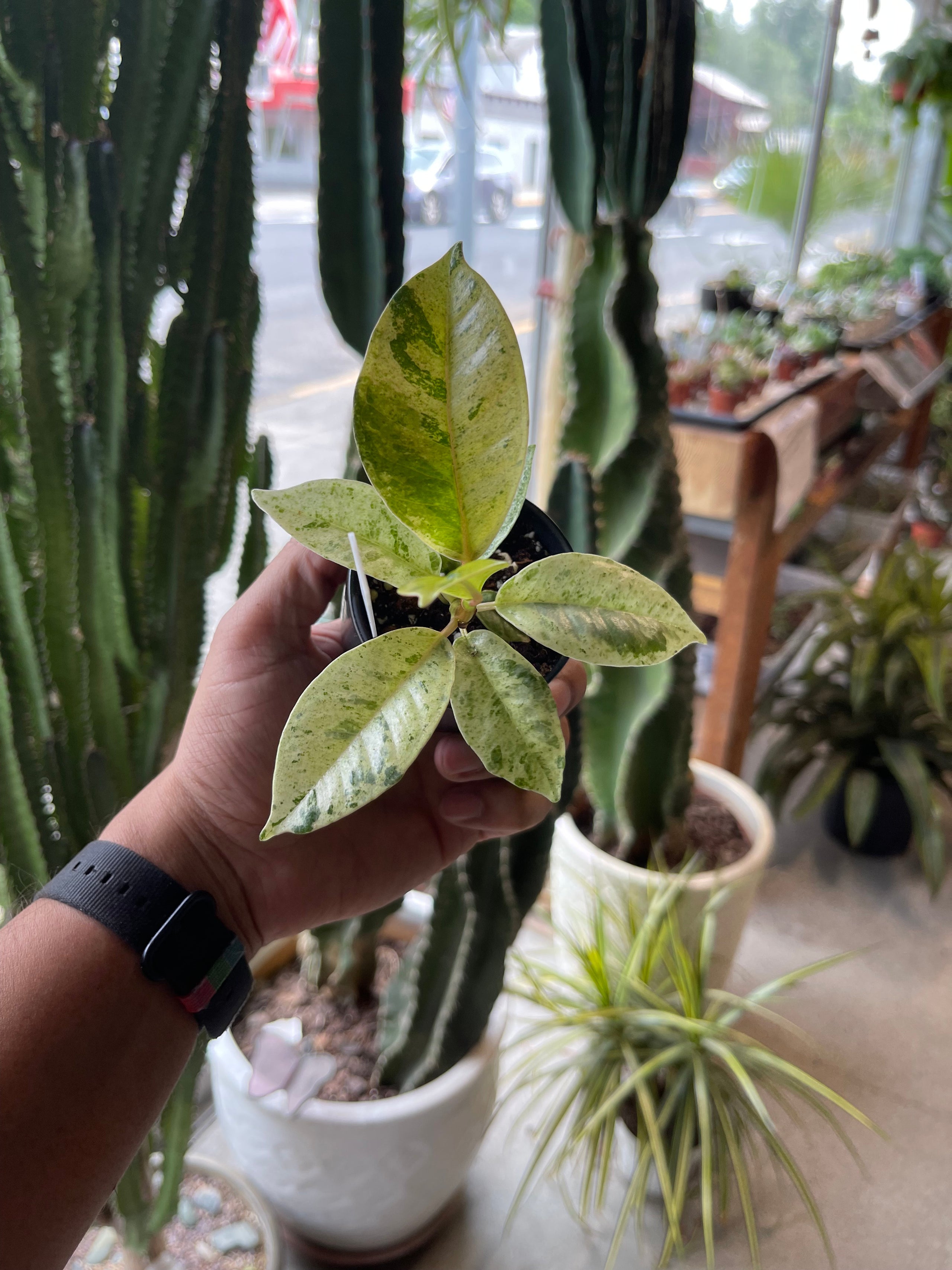 Ficus elastica 'Shivereana Moonshine' | A Modern Plantsman