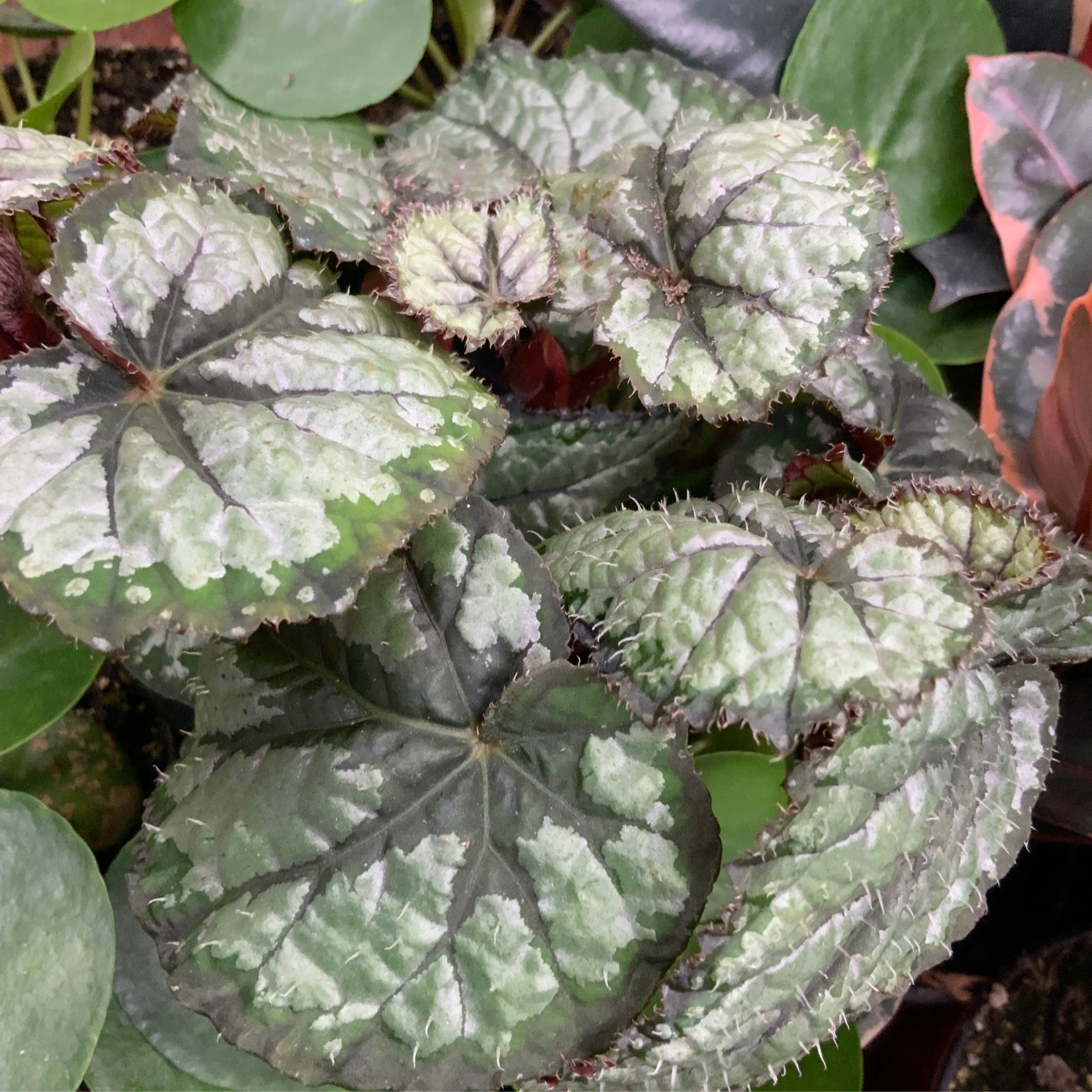 Rex Begonia Little Spikes | A Modern Plantsman
