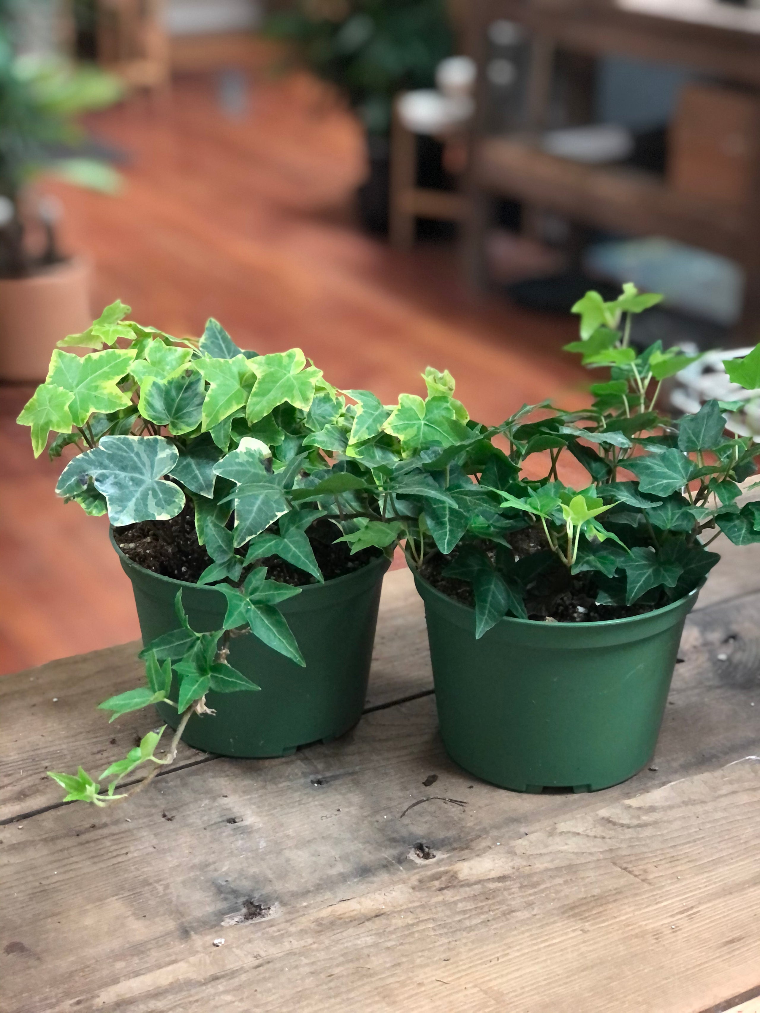 Hedera helix - Green Ivy | A Modern Plantsman