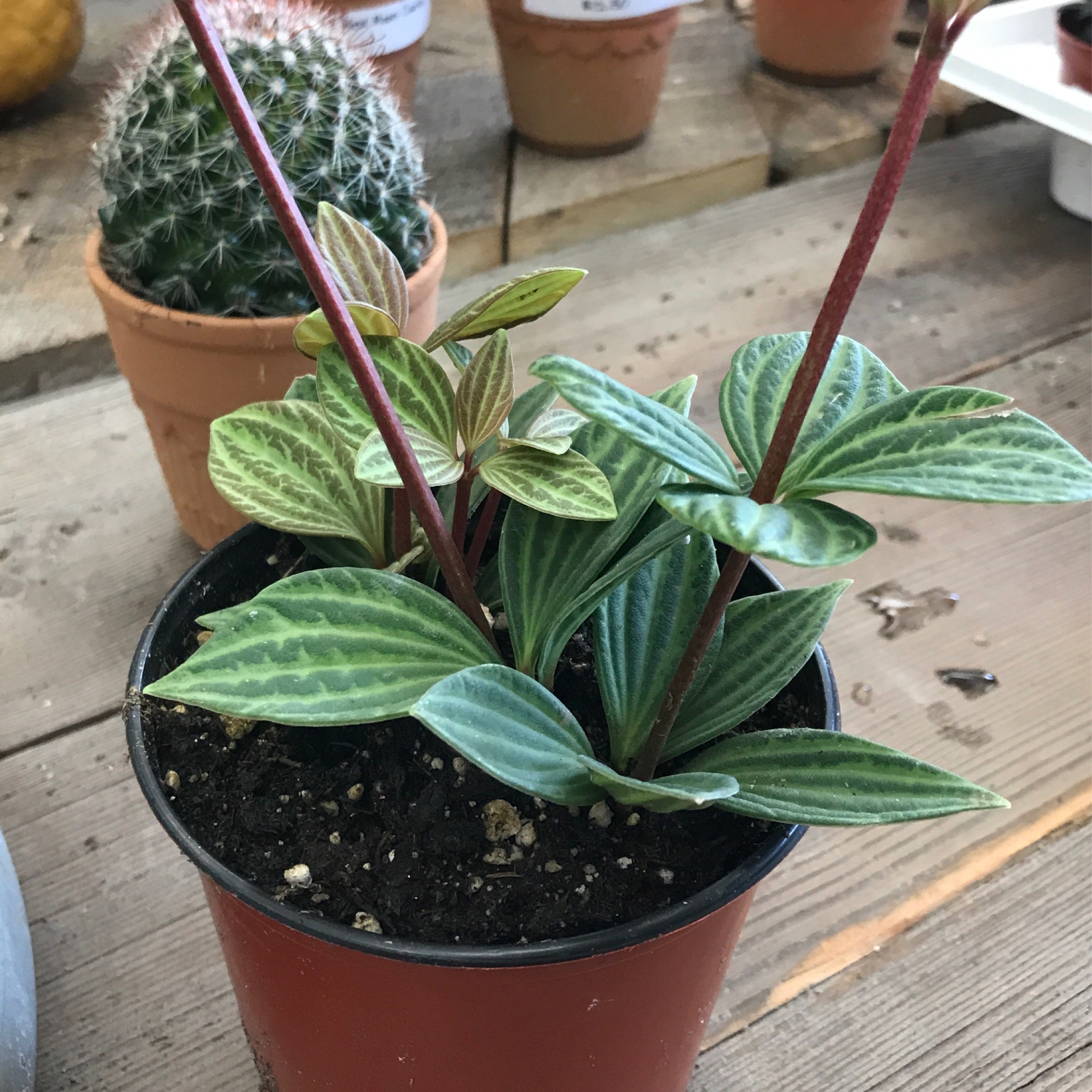 Peperomia tetragona ‘Parallel Pepermomia’ | A Modern Plantsman