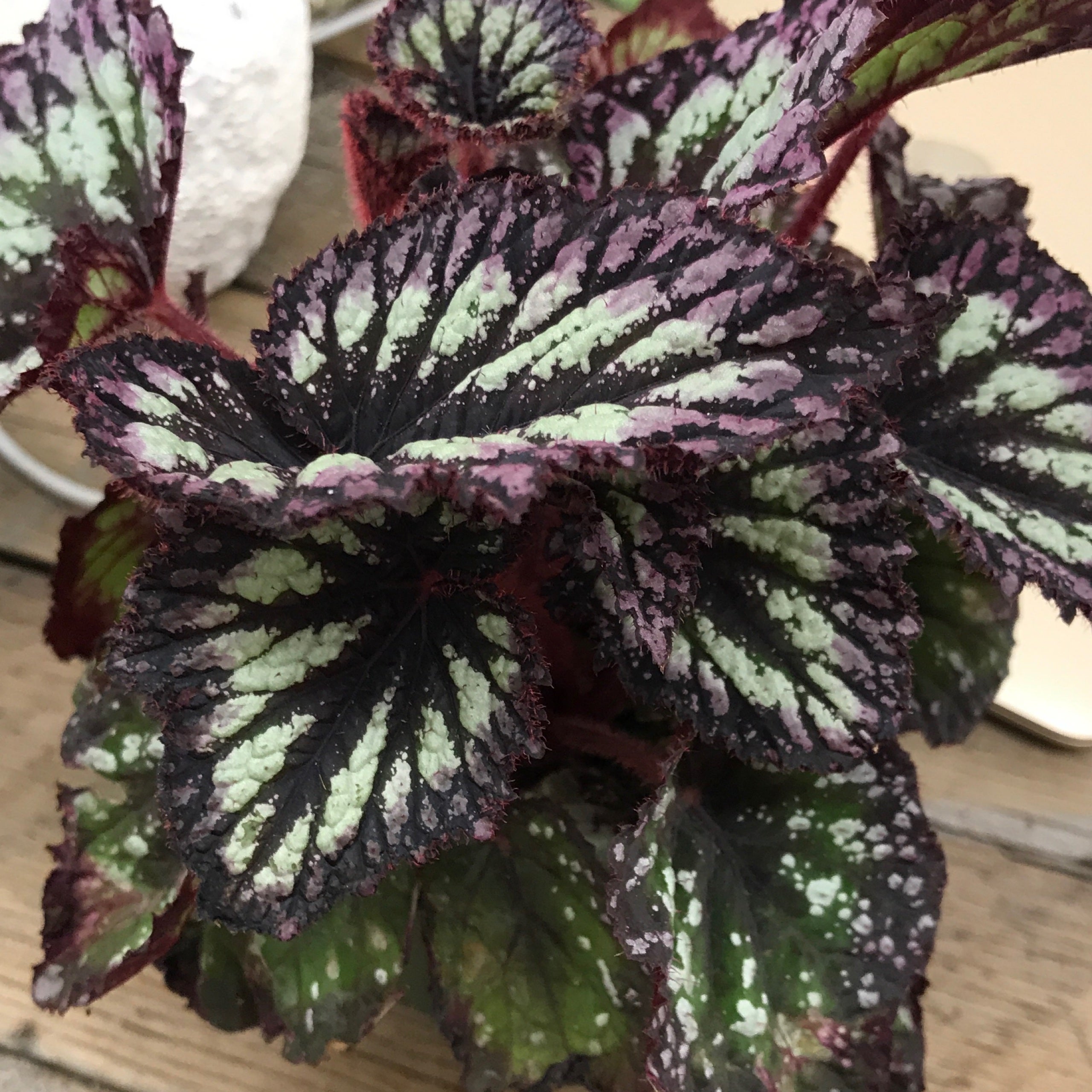 4” Begonia Fireworks | A Modern Plantsman