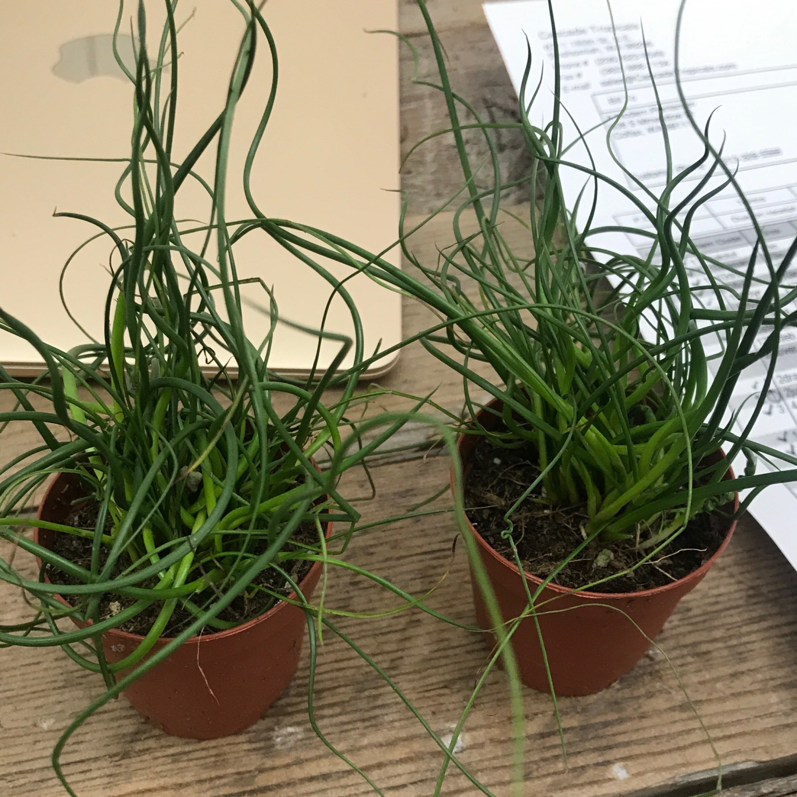 2” Juncus Spiralis ‘Corkscrew Rush’ | A Modern Plantsman