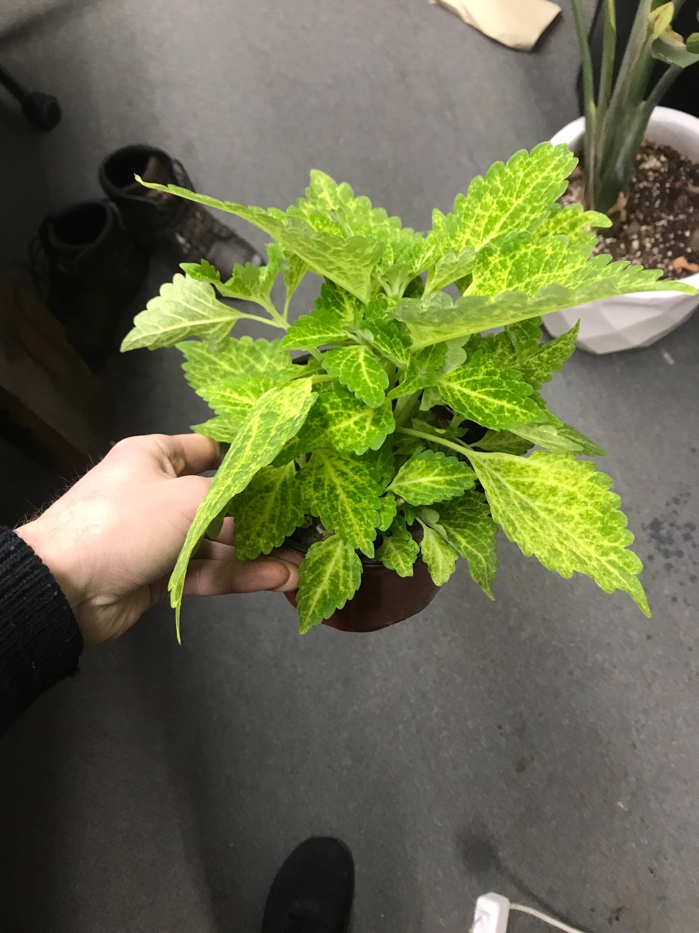 Coleus, Sun - Electric Lime | A Modern Plantsman