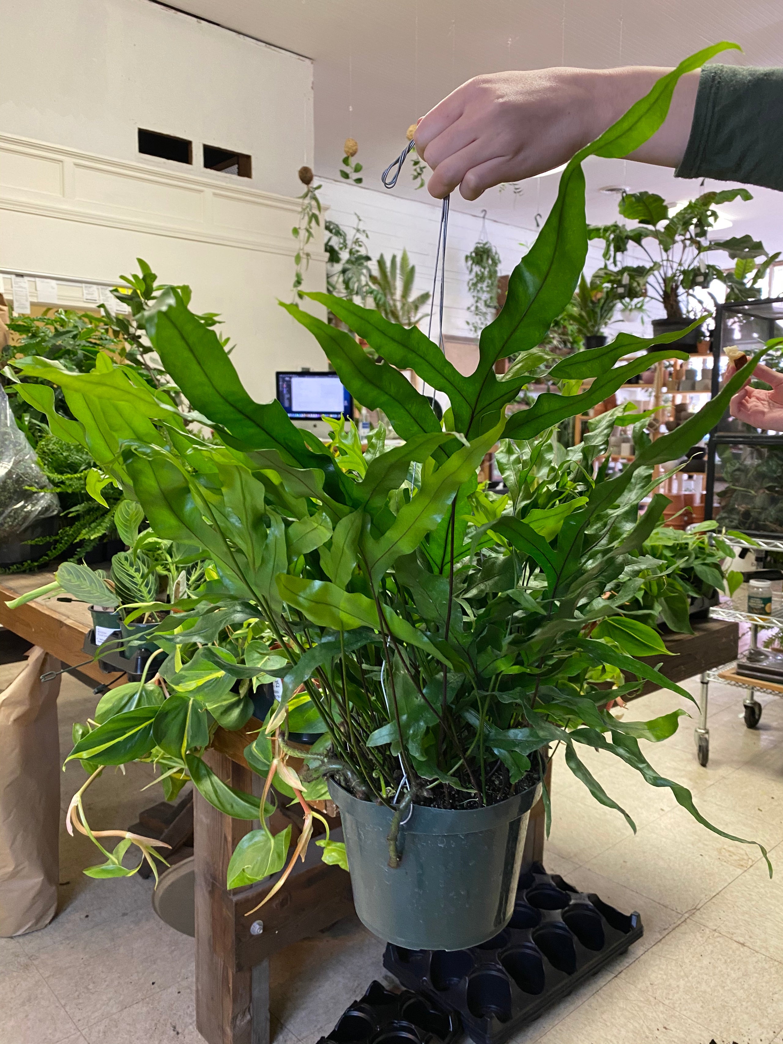 Microsorum diversifolium ‘Kangaroo Paw Fern’ | A Modern Plantsman