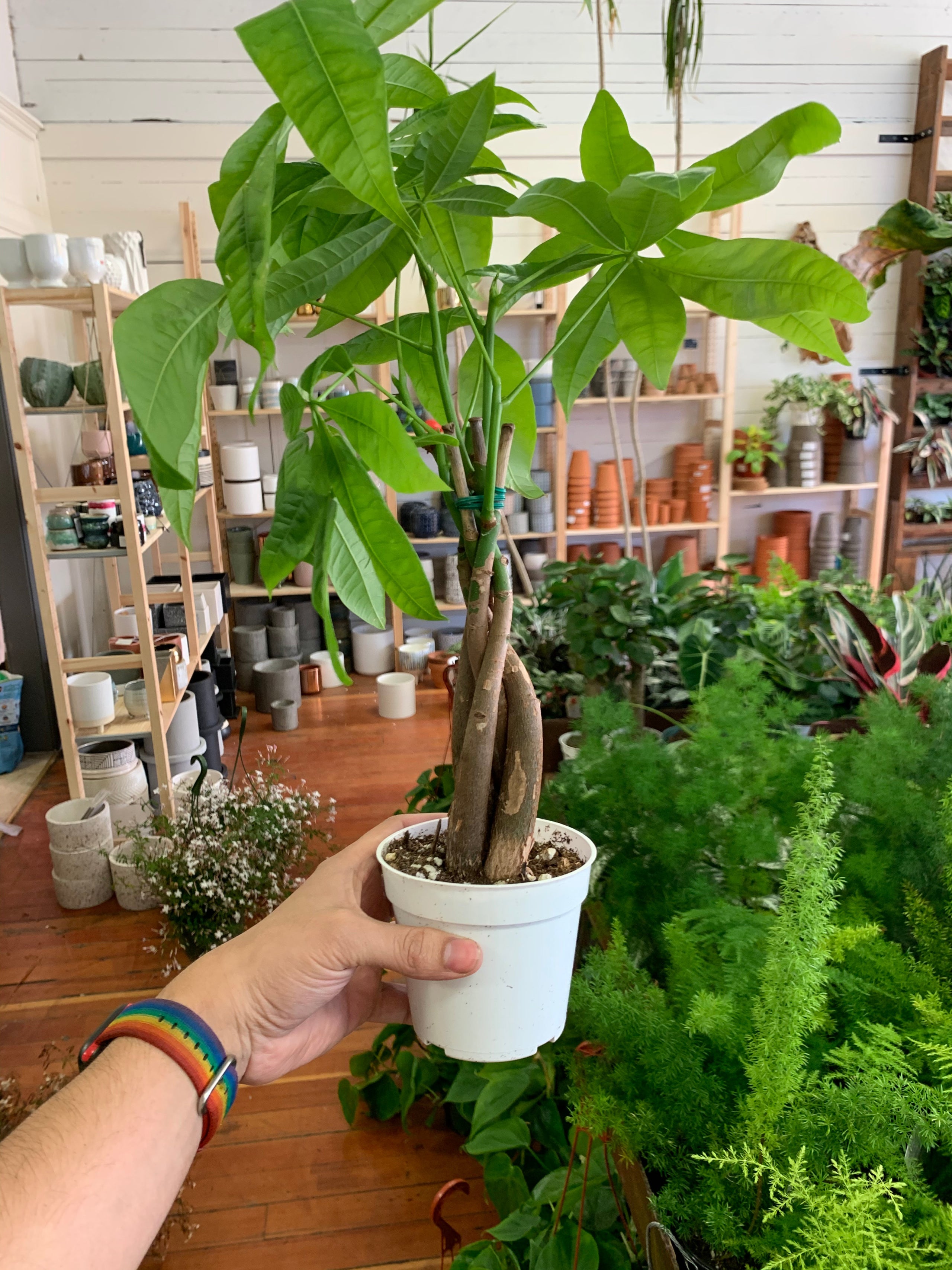 Pachira aquatica - Braided Money Tree | A Modern Plantsman