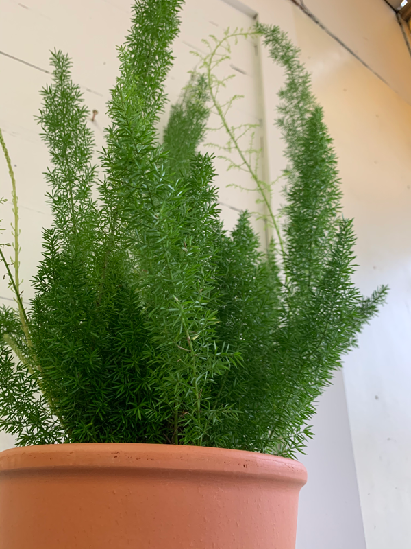 Asparagus densiflorus - Foxtail Fern | A Modern Plantsman