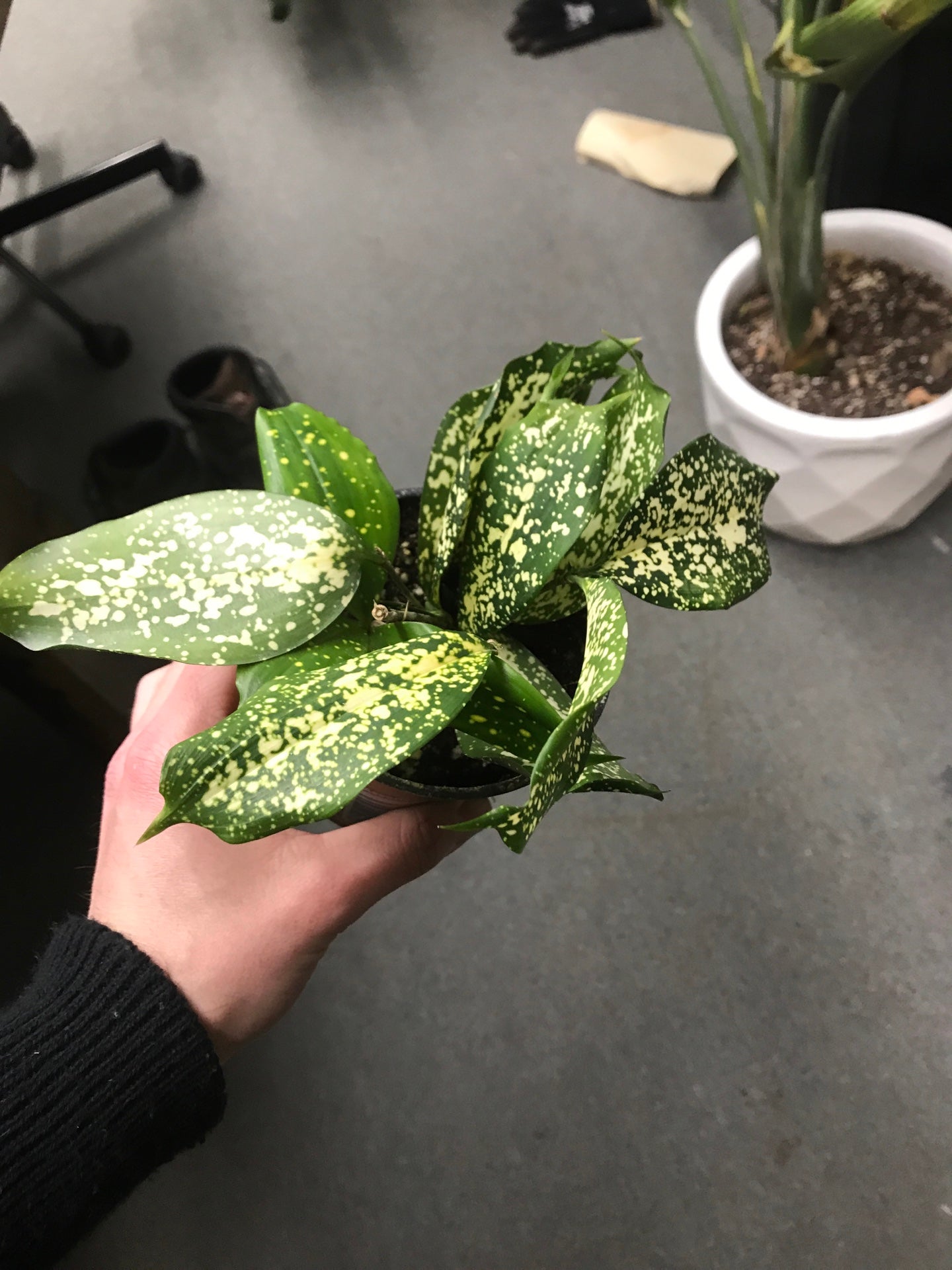 Dracaena surculosa 'Gold Dust' | A Modern Plantsman