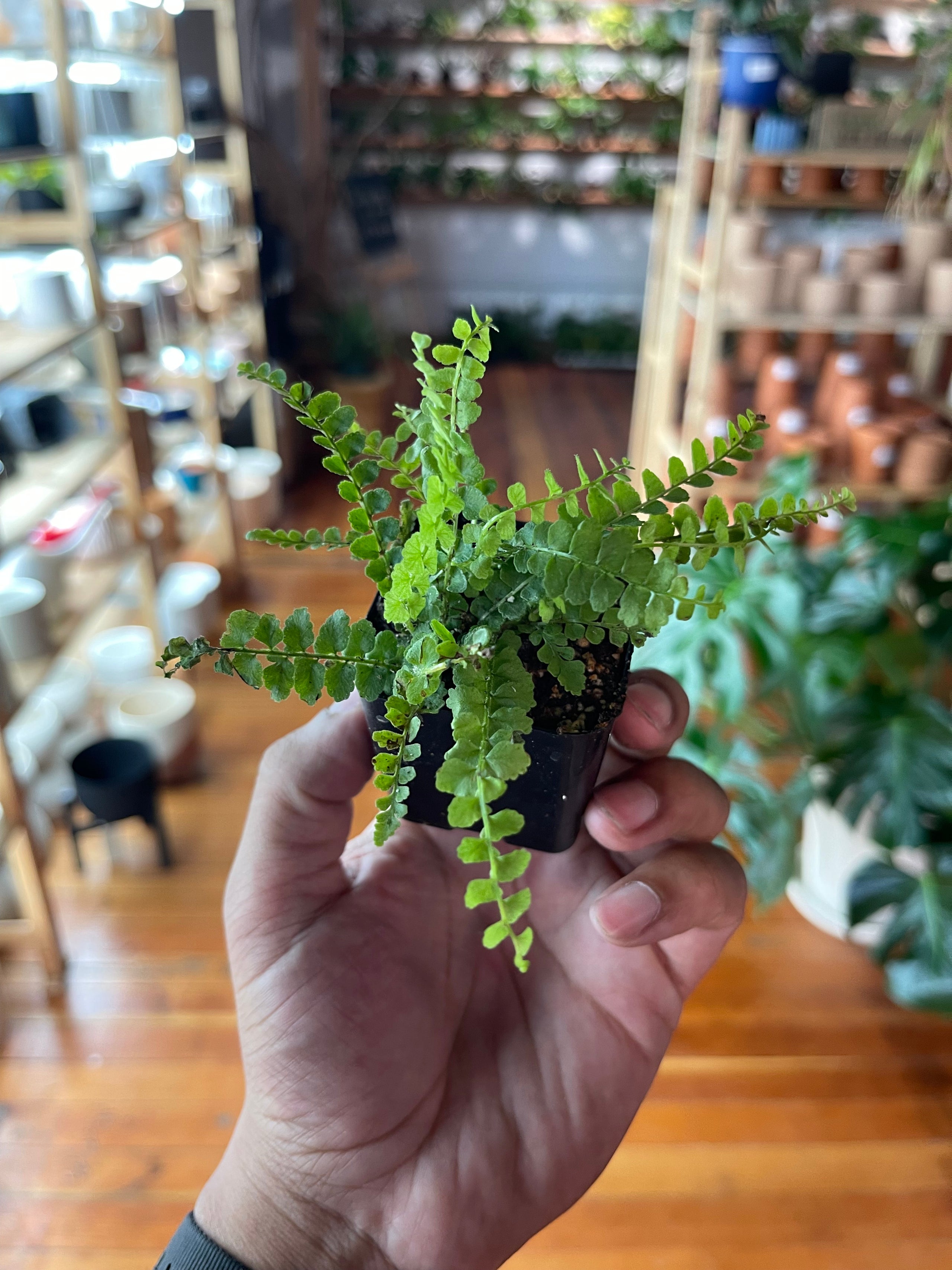 Baby Nephrolepis cordifolia - Lemon Button Fern | A Modern Plantsman