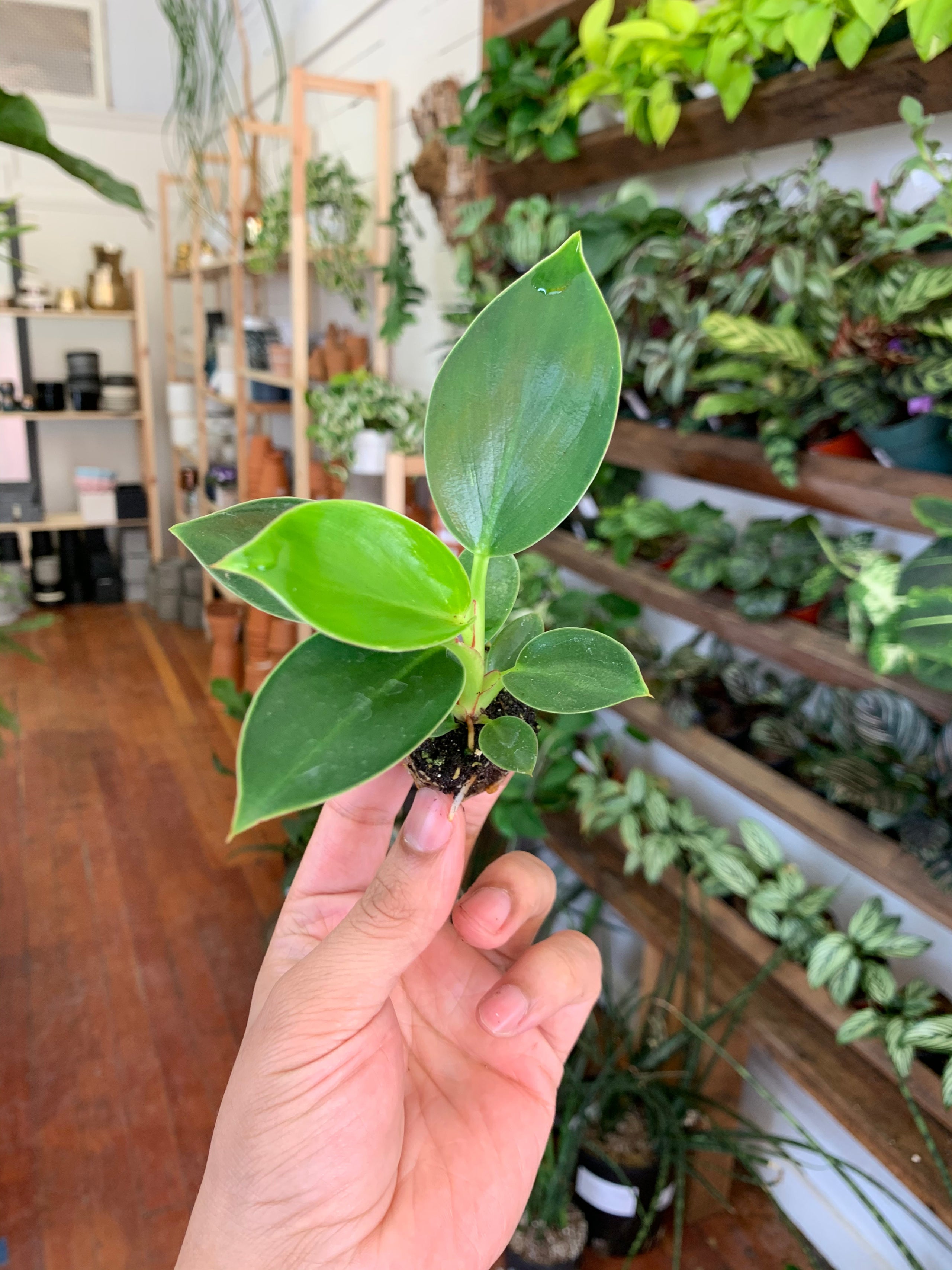 baby Philodendron 'Birkin' | A Modern Plantsman