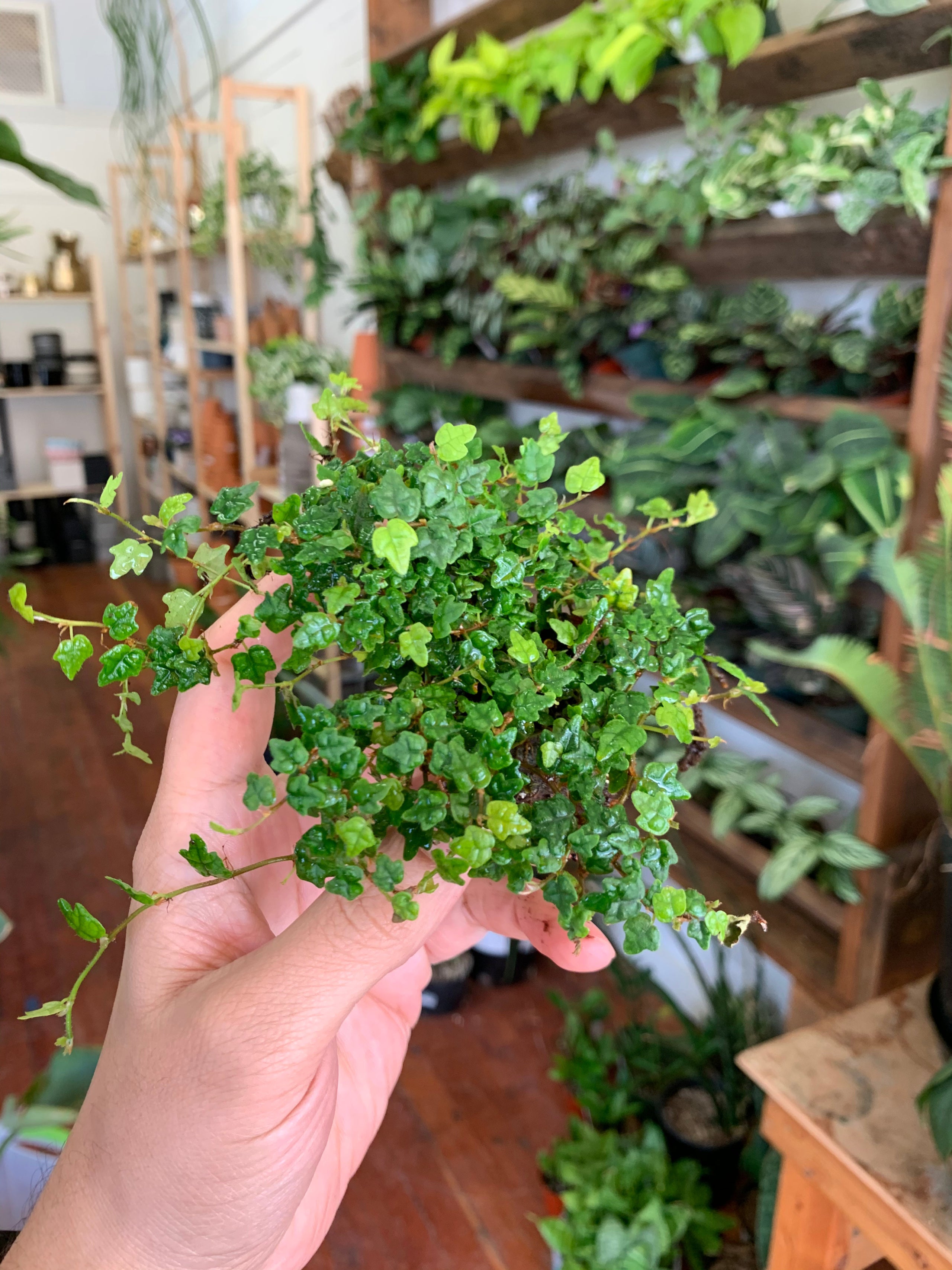 Ficus pumila 'Quercifolia' | A Modern Plantsman