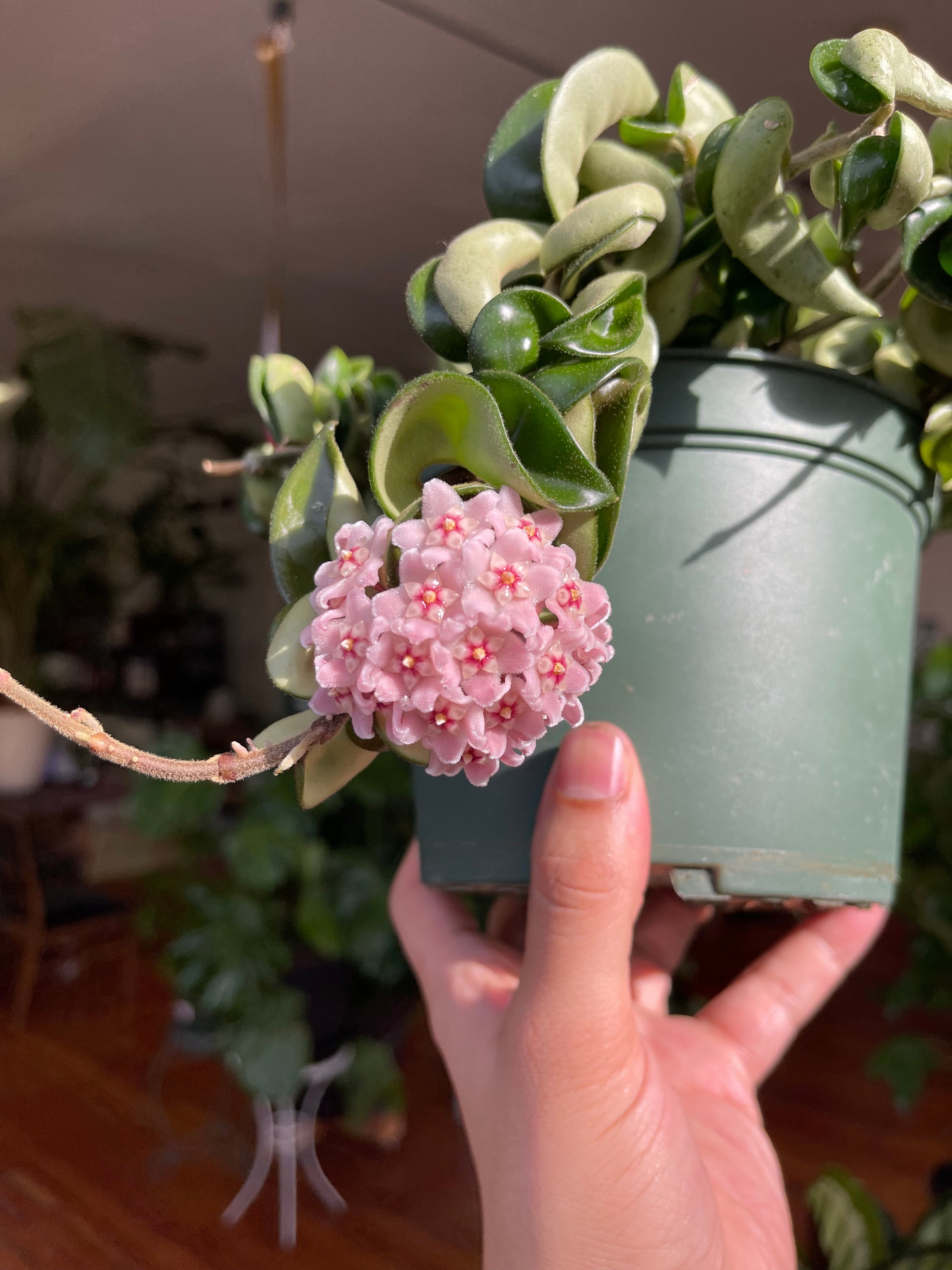 Hoya Carnosa Compacta By Arletta Cwalina