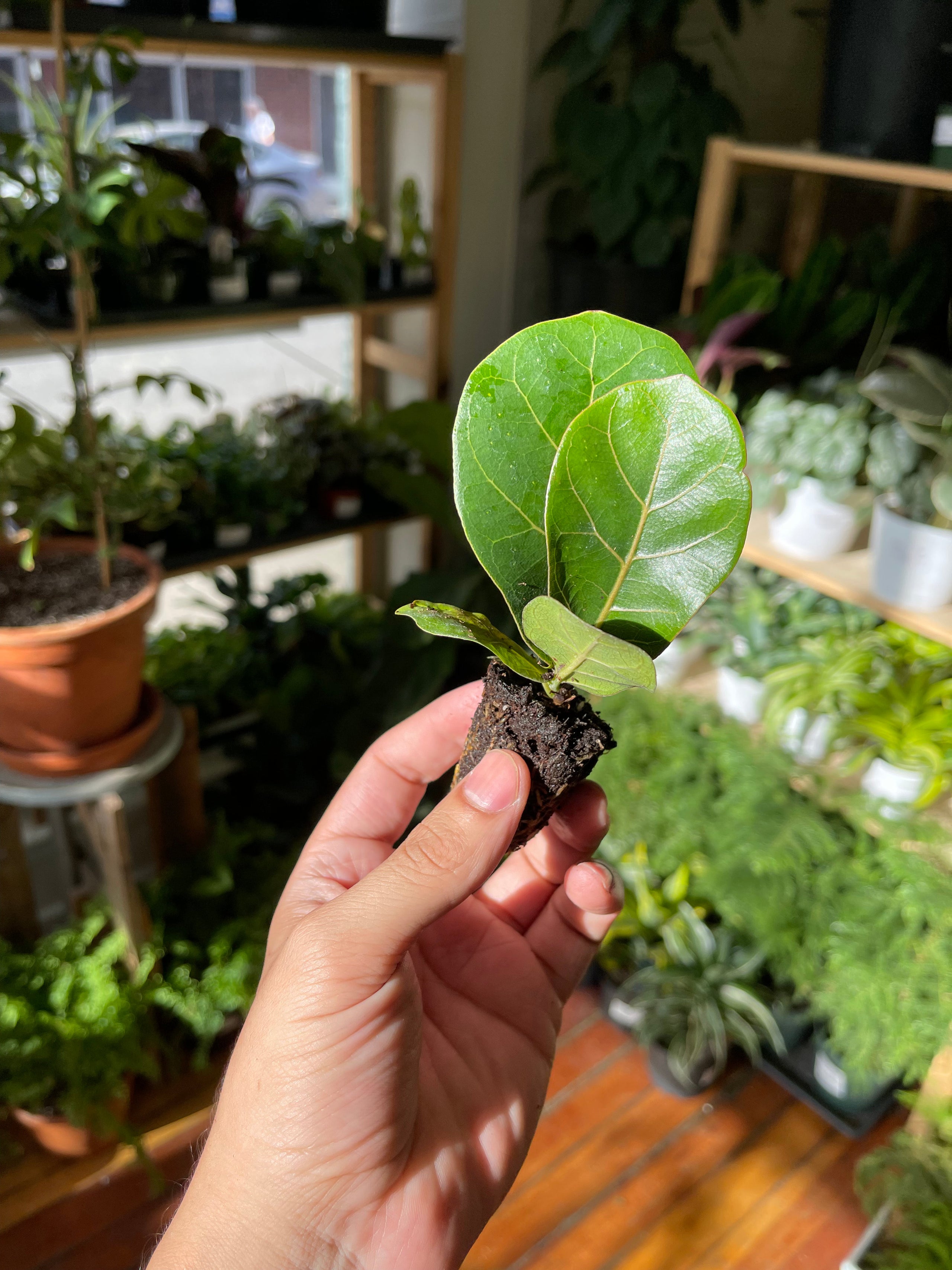 Baby Ficus lyrata ‘Bambino’ | A Modern Plantsman