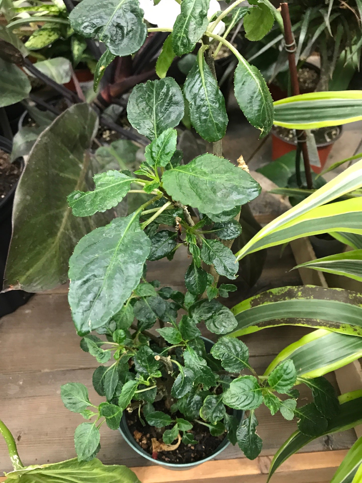 Impatiens mirabilis | A Modern Plantsman