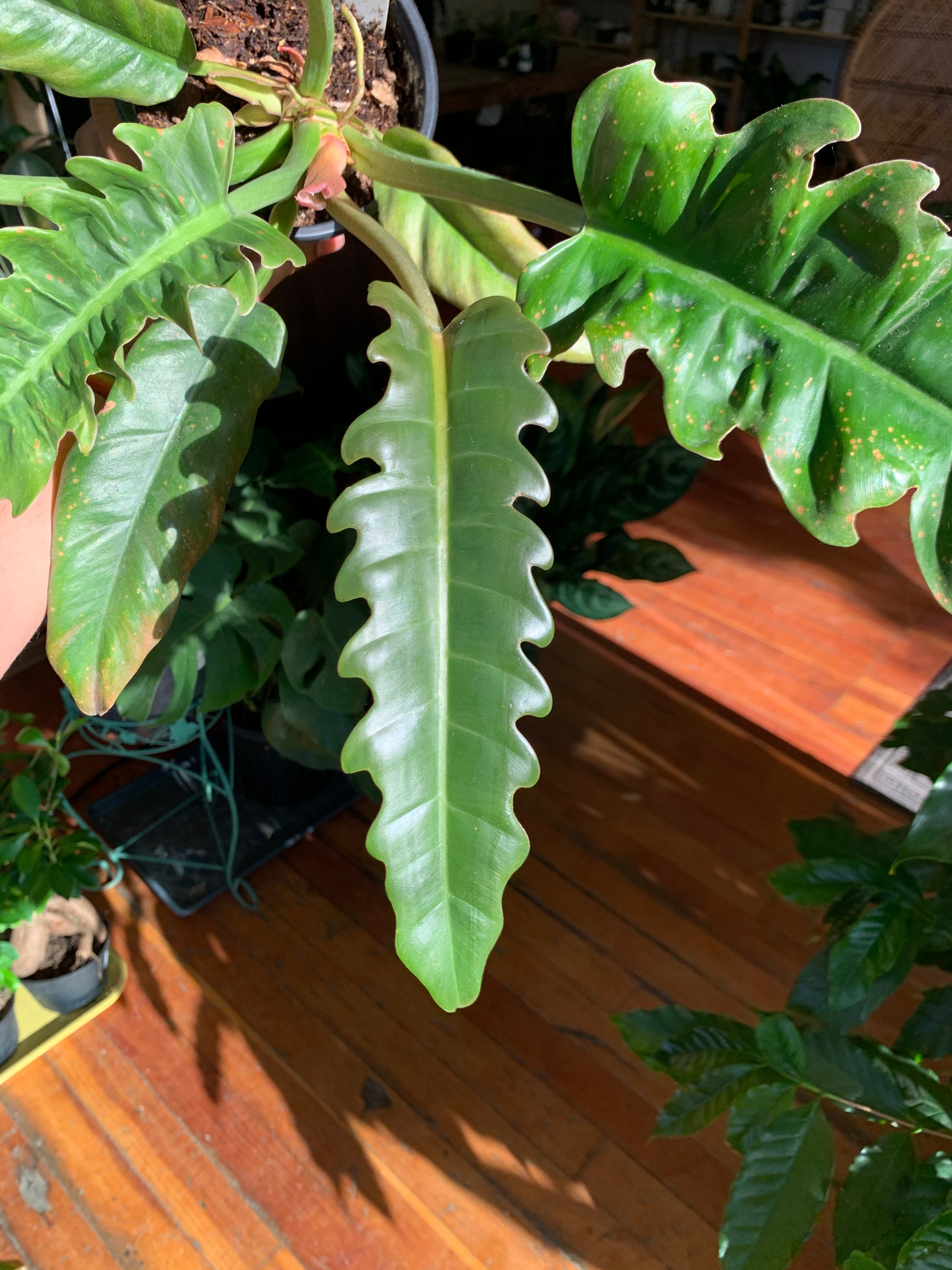 Philodendron narrow - Jungle Boogie - Tiger Tooth | A Modern Plantsman