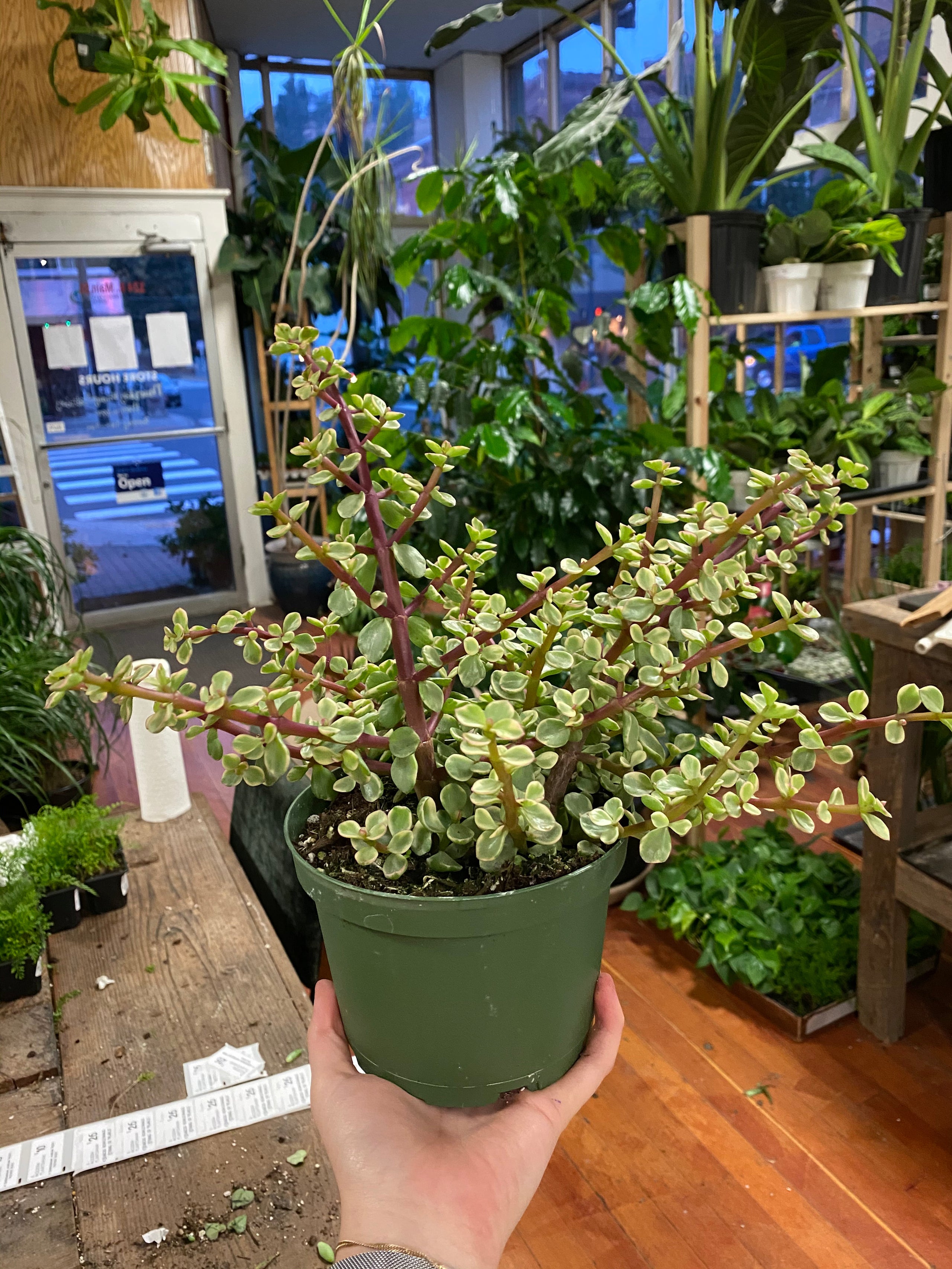 Portulacaria afra | A Modern Plantsman