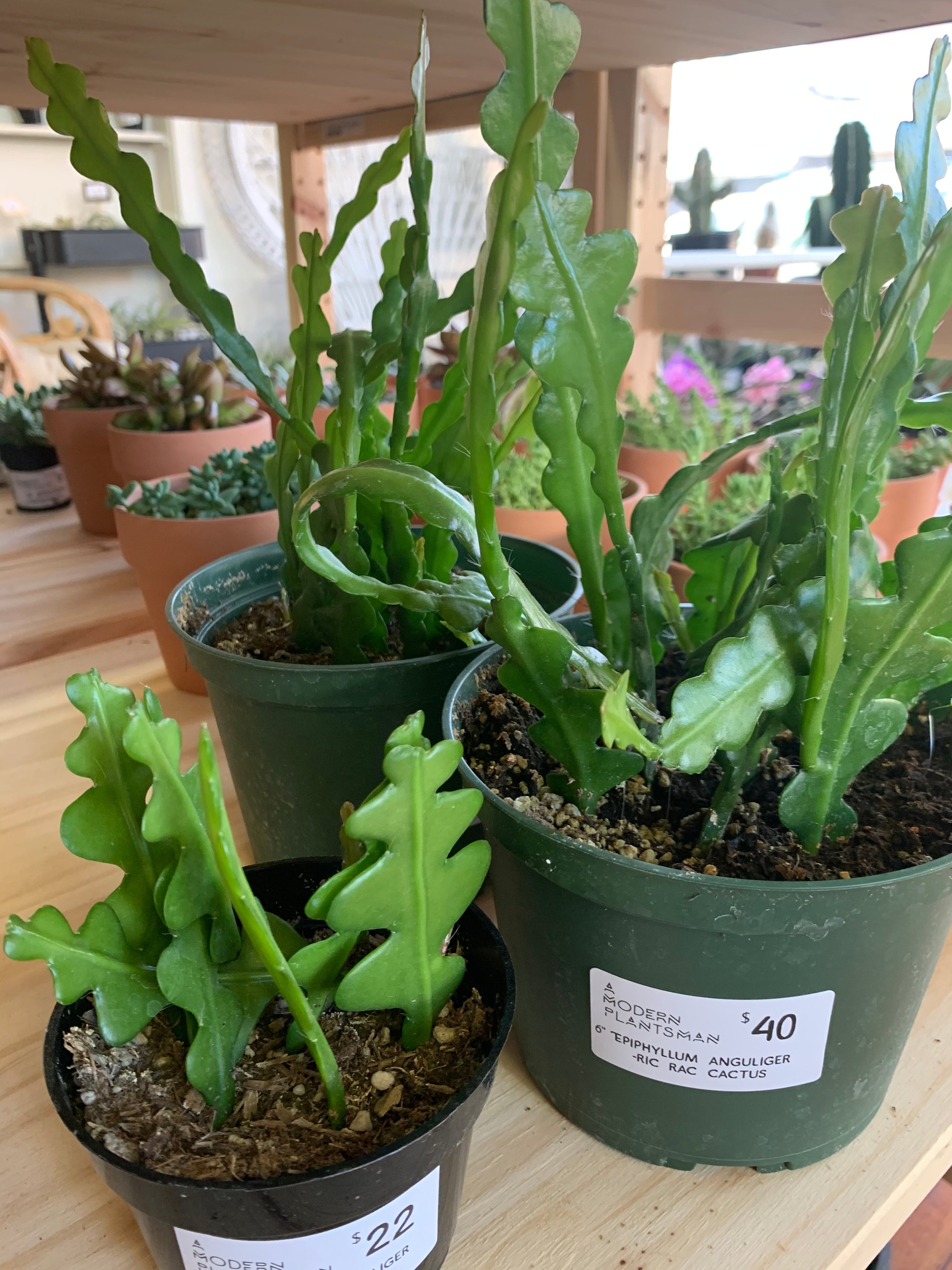 Epiphyllum anguliger - Fishbone Cactus | A Modern Plantsman
