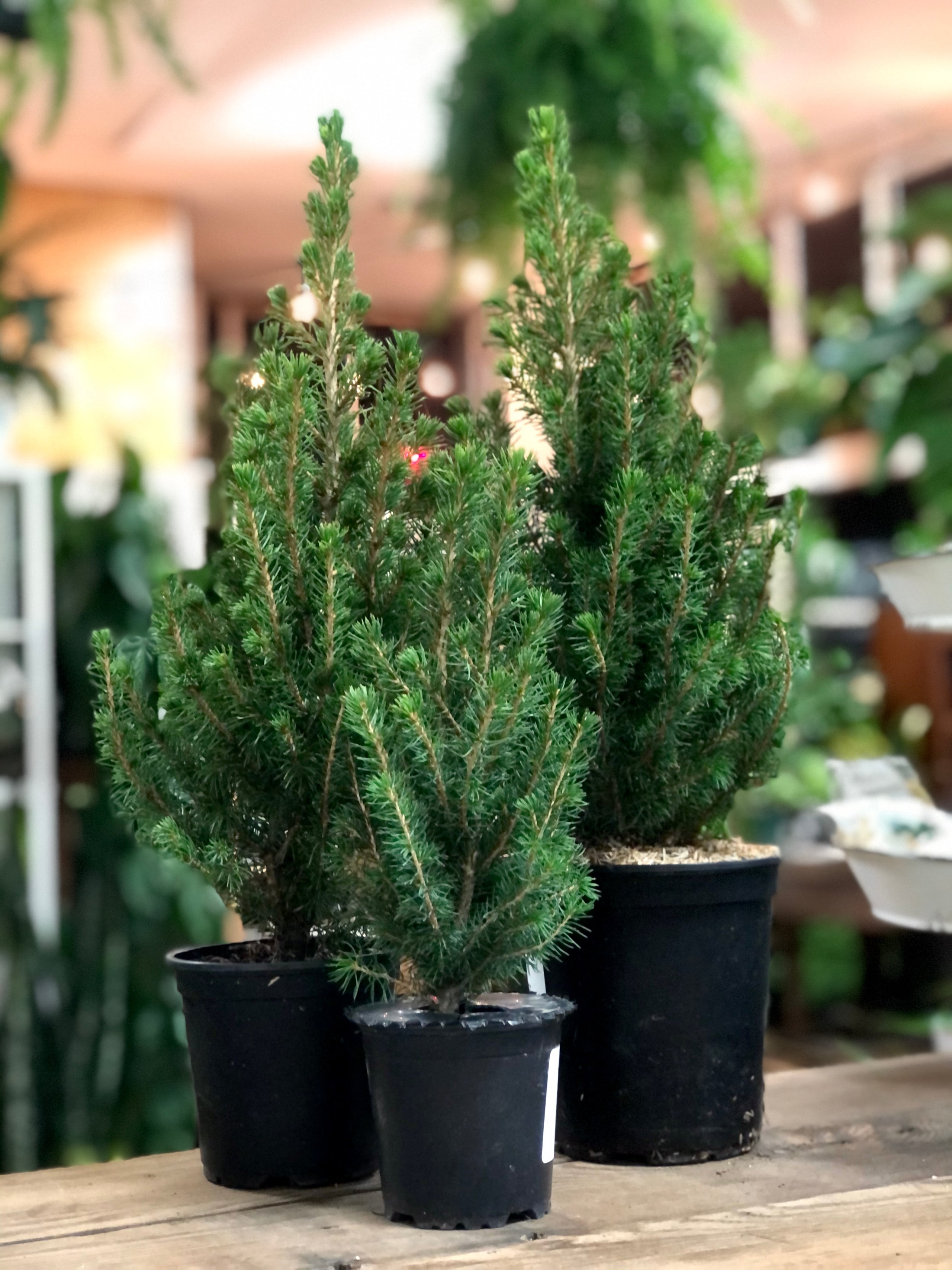 Picea glauca 'Dwarf Alberta Spruce' | A Modern Plantsman